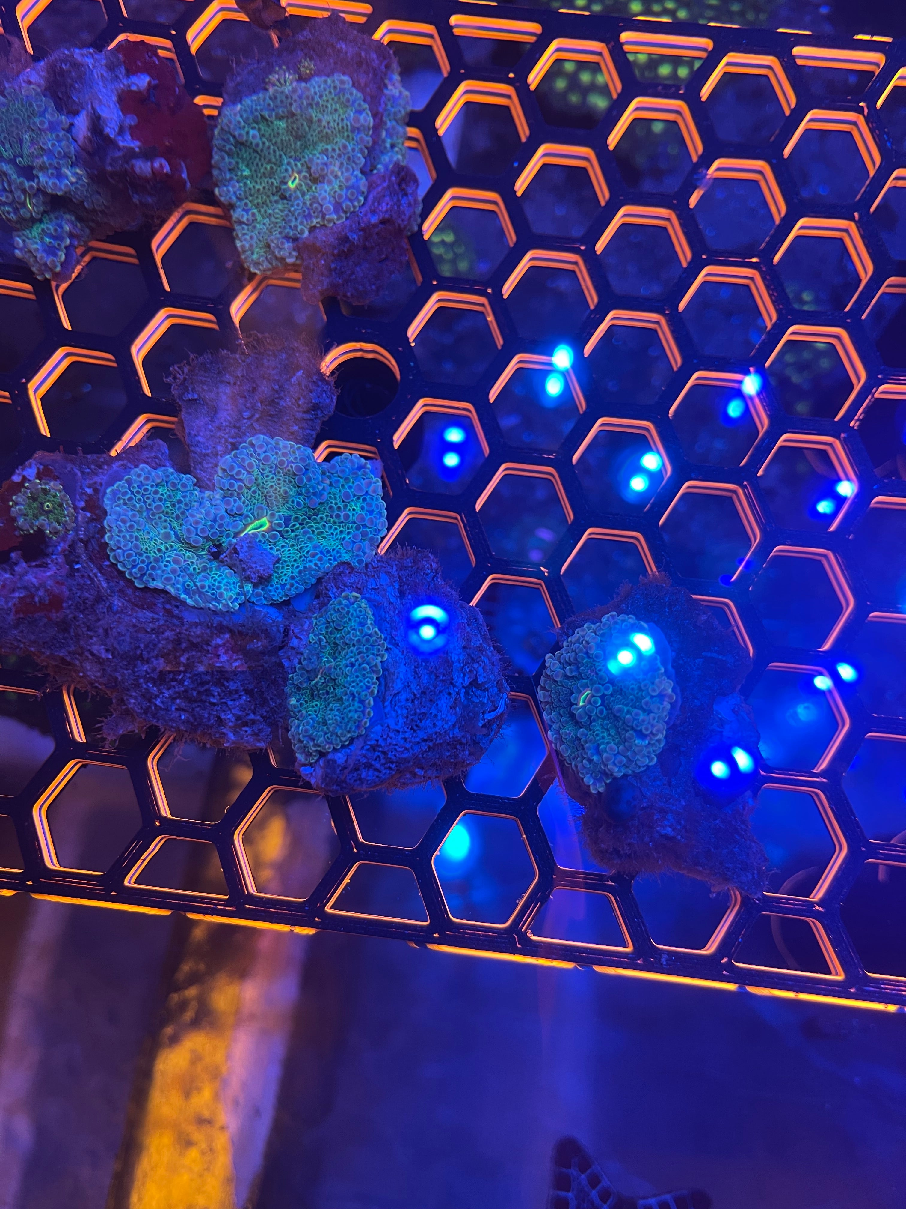 Rainbow Yuma – NYAquatic