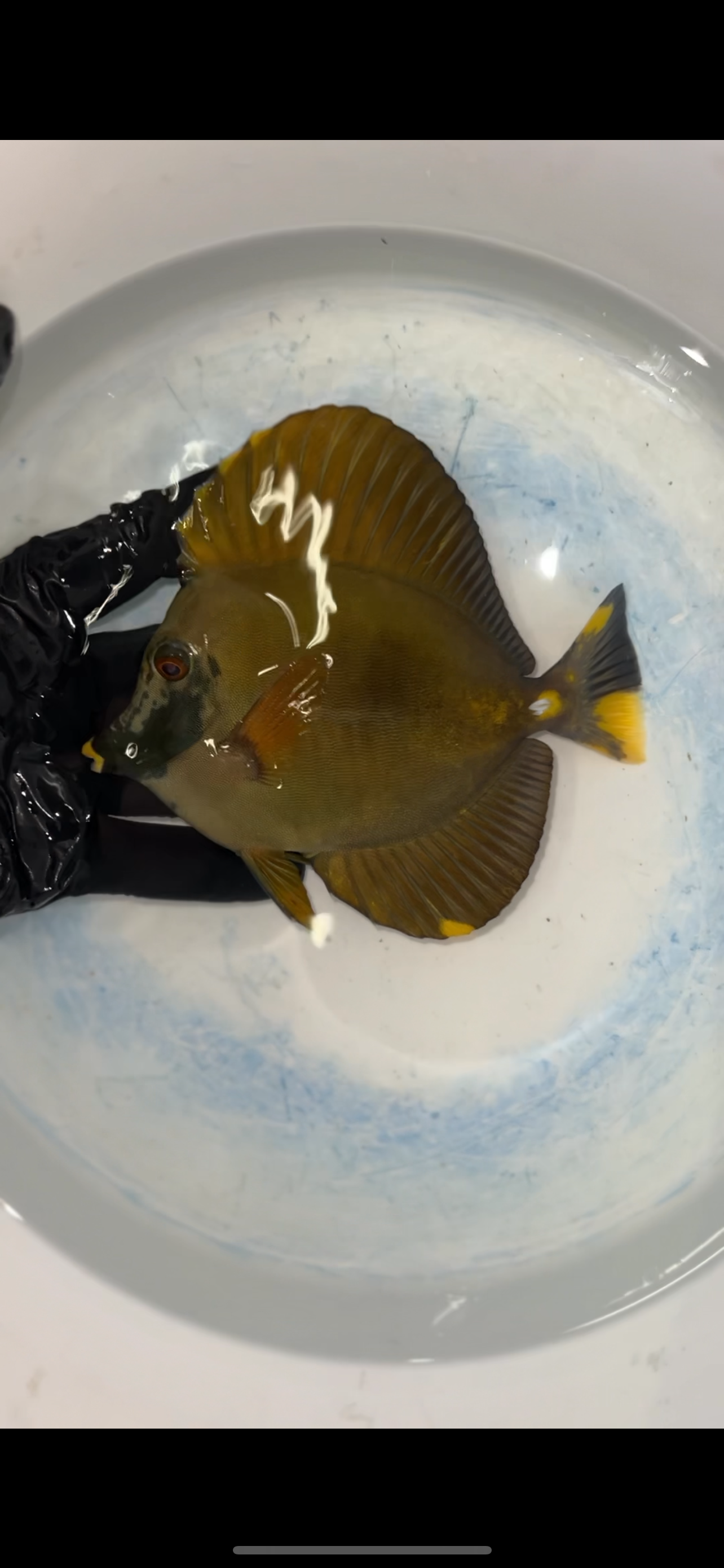 Tricolor Koi Scopas Tang (5")-#1 – NYAquatic