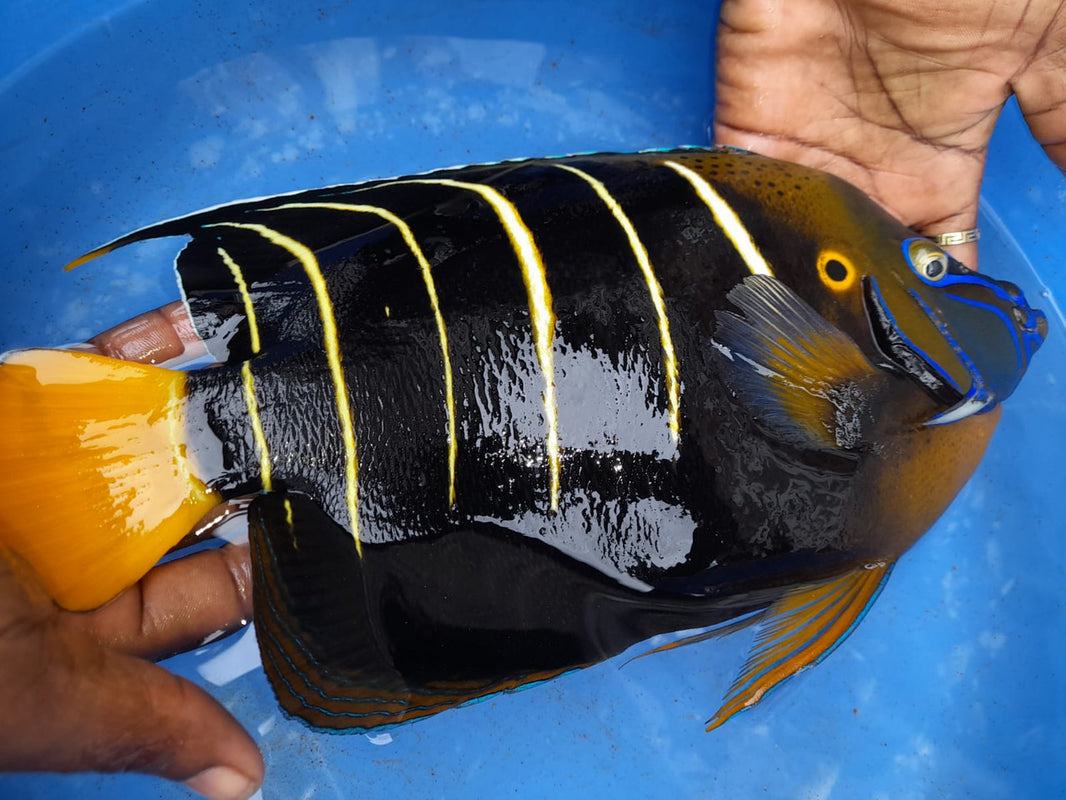 Show Size – NYAquatic