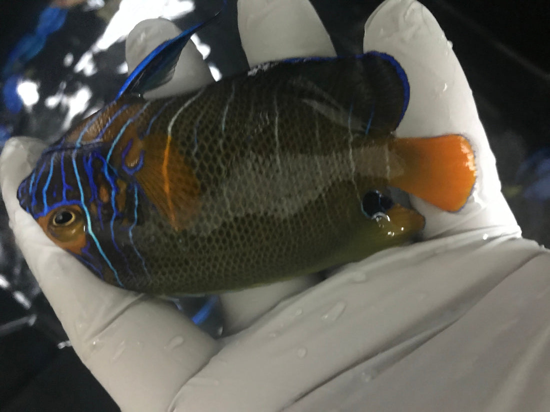 Blue Face Angel (3" changing) – NYAquatic