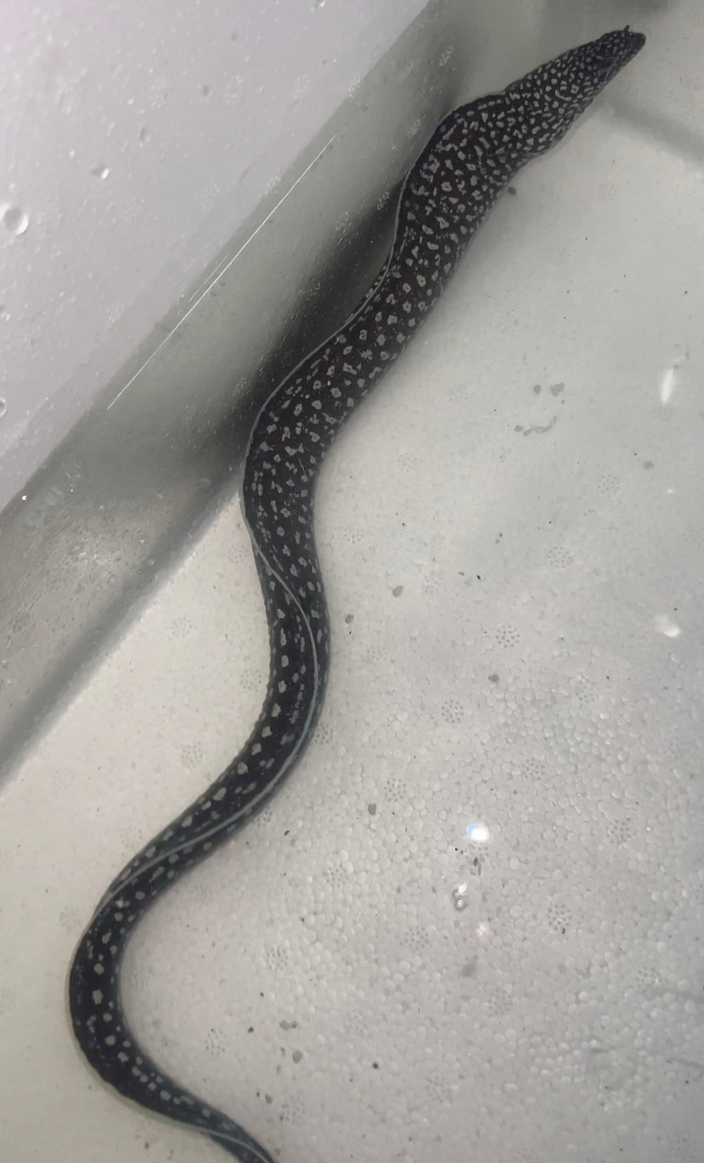 Japanese Garden Eel | Gymnothorax neglectus (12") – NYAquatic