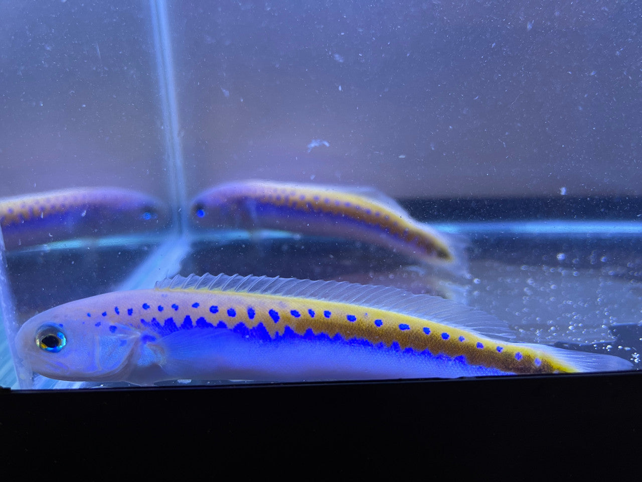 Oreni Tilefish. (Hoplolatilus oreni) – NYAquatic
