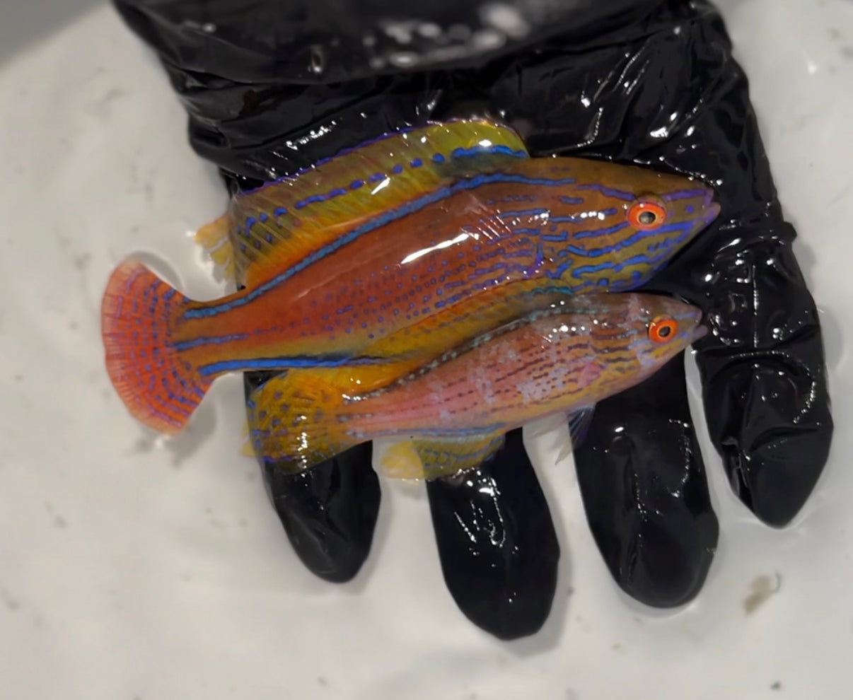 Lineatus Wrasse PAIR - Cirrhilabrus lineatus (Super male + Female ...