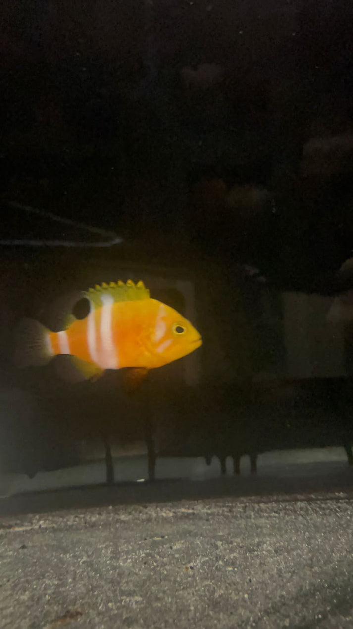 Neptune Grouper- Juv 5cm (Cephalopholis igarashiensis) – NYAquatic