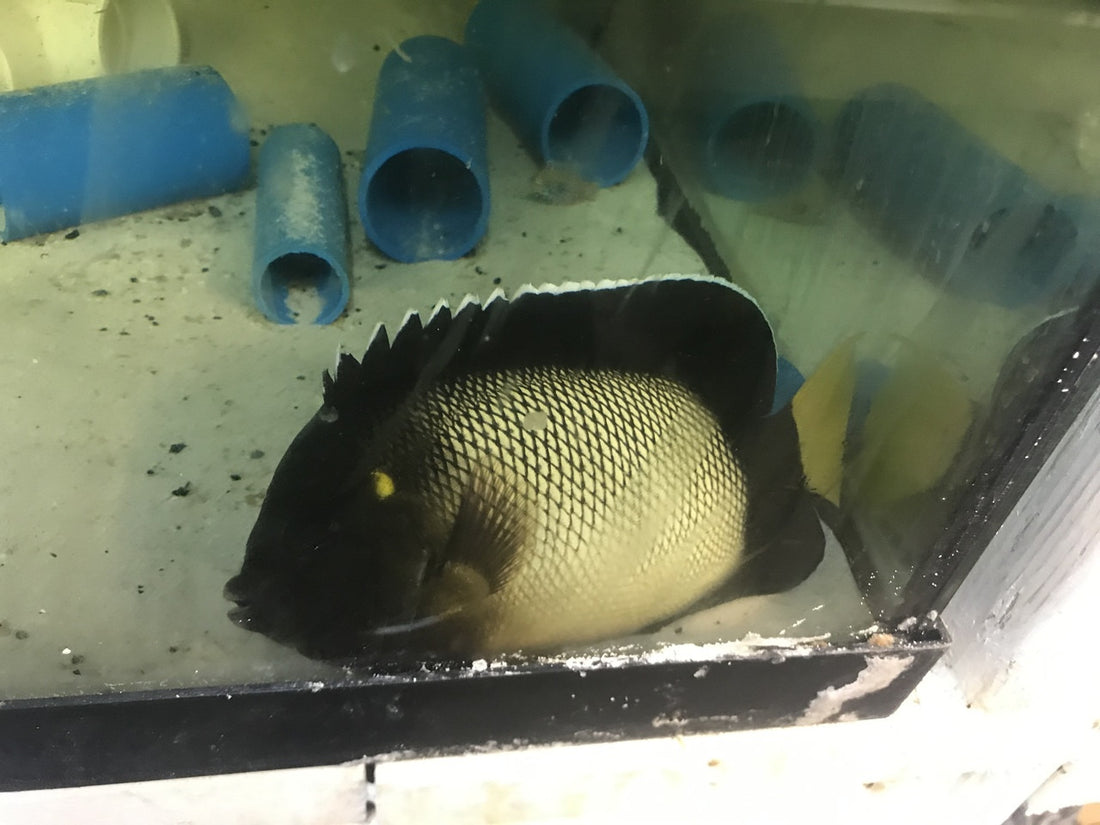 Red Sea (Xanthosis) Angel-2-3" – NYAquatic