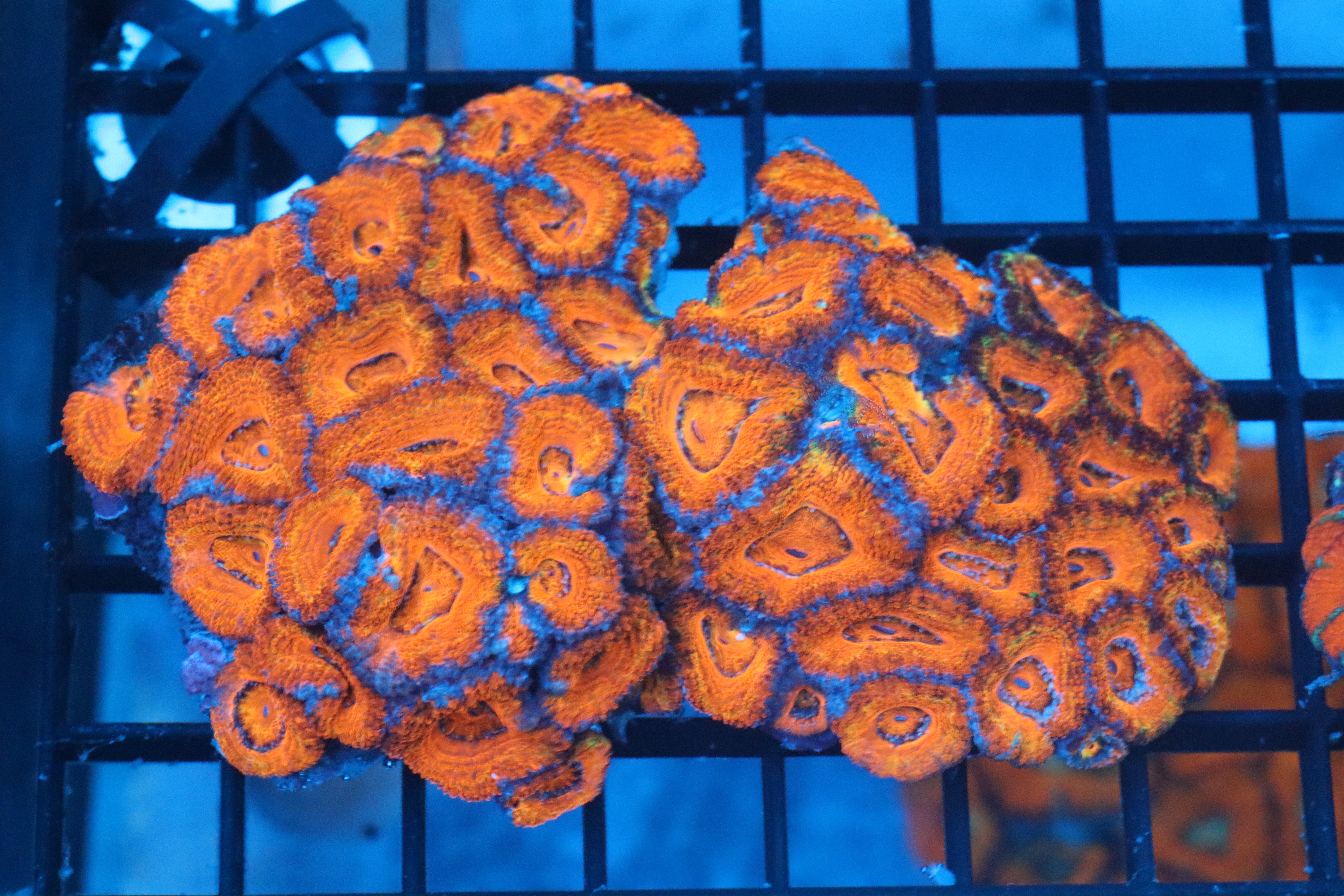 Micromussa Lord Colony (A1) – NYAquatic