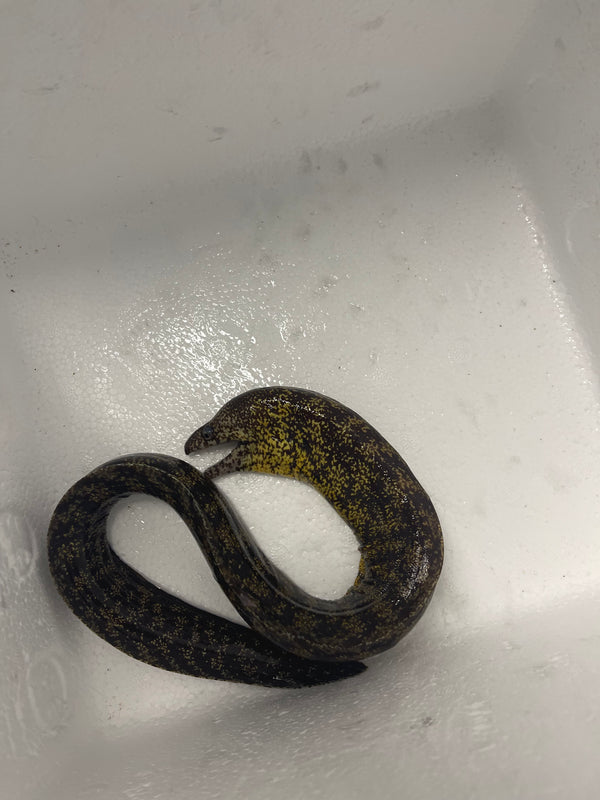 Japanese Kidako Moray (12-15") | Gymnothorax Kidako – NYAquatic