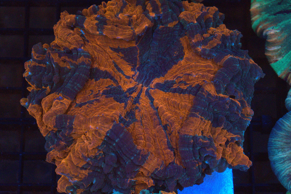 Acantho – NYAquatic