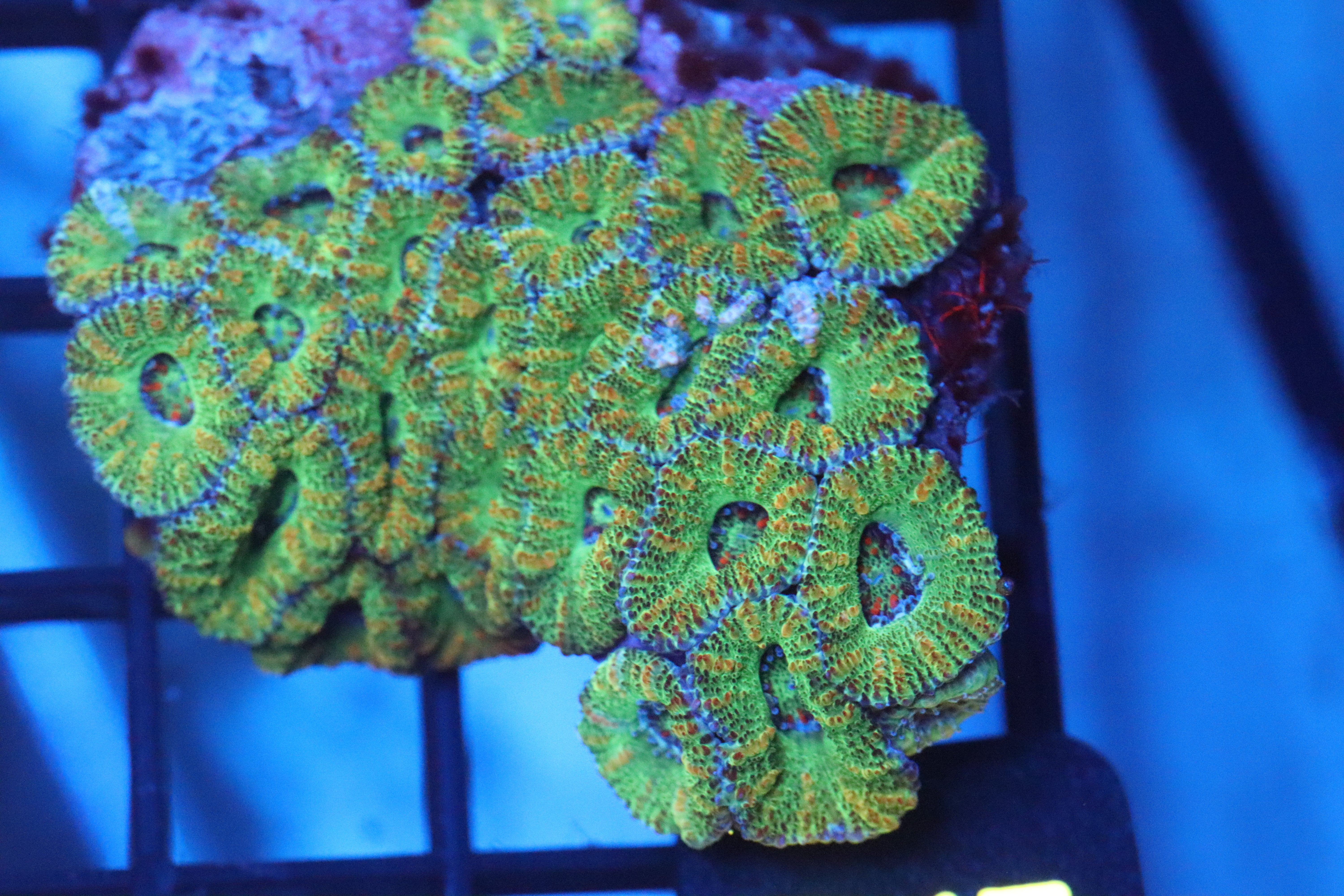 Micromussa Lord Mini Colony (B17) – NYAquatic