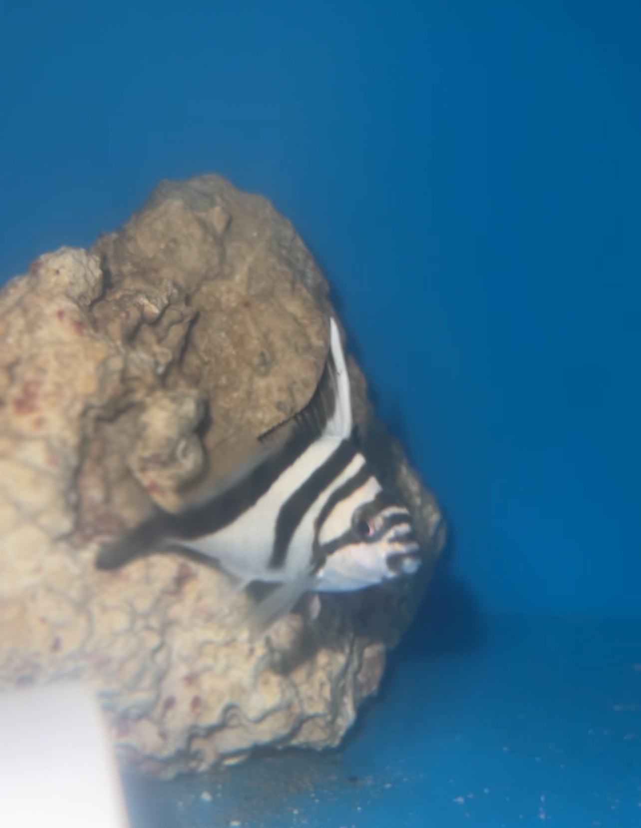 Magpie morwong - Cheilodactylus gibbosus – NYAquatic