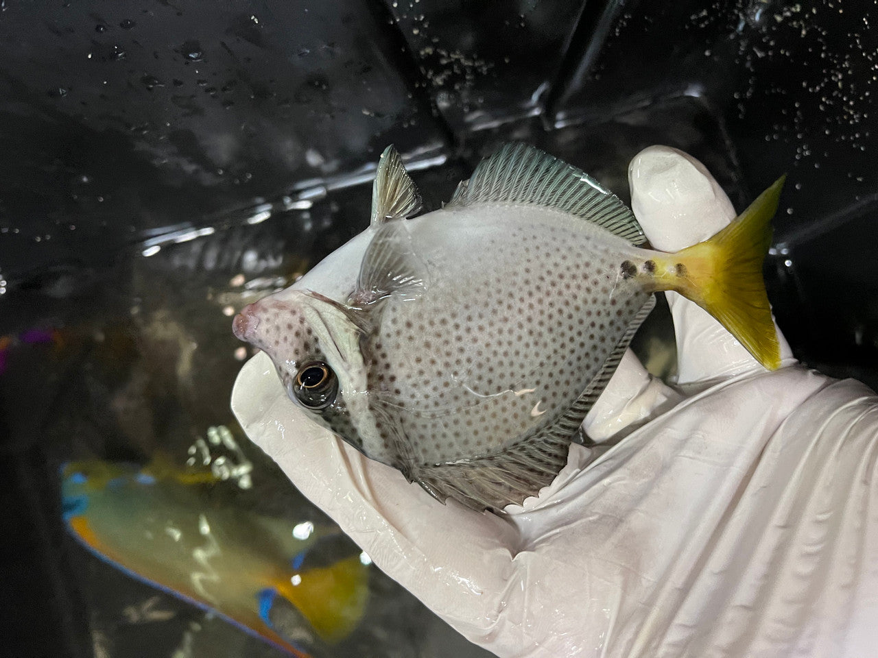 Yellow Tail (Razor) Surgeonfish - Prionurus laticlavius (4-5”) – NYAquatic