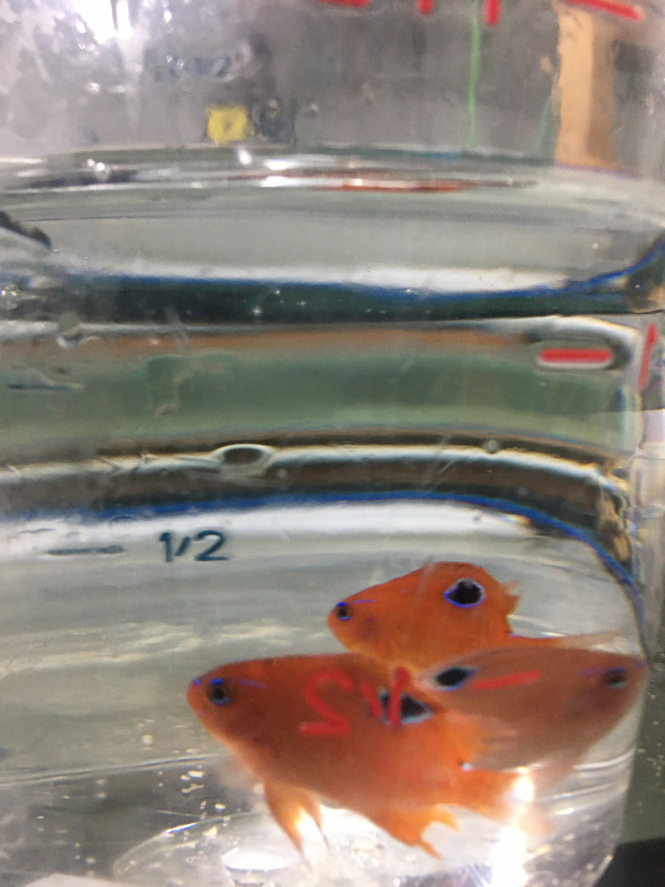 Red One Spot Damsel |Neoglyphidodon polyacanthus – NYAquatic