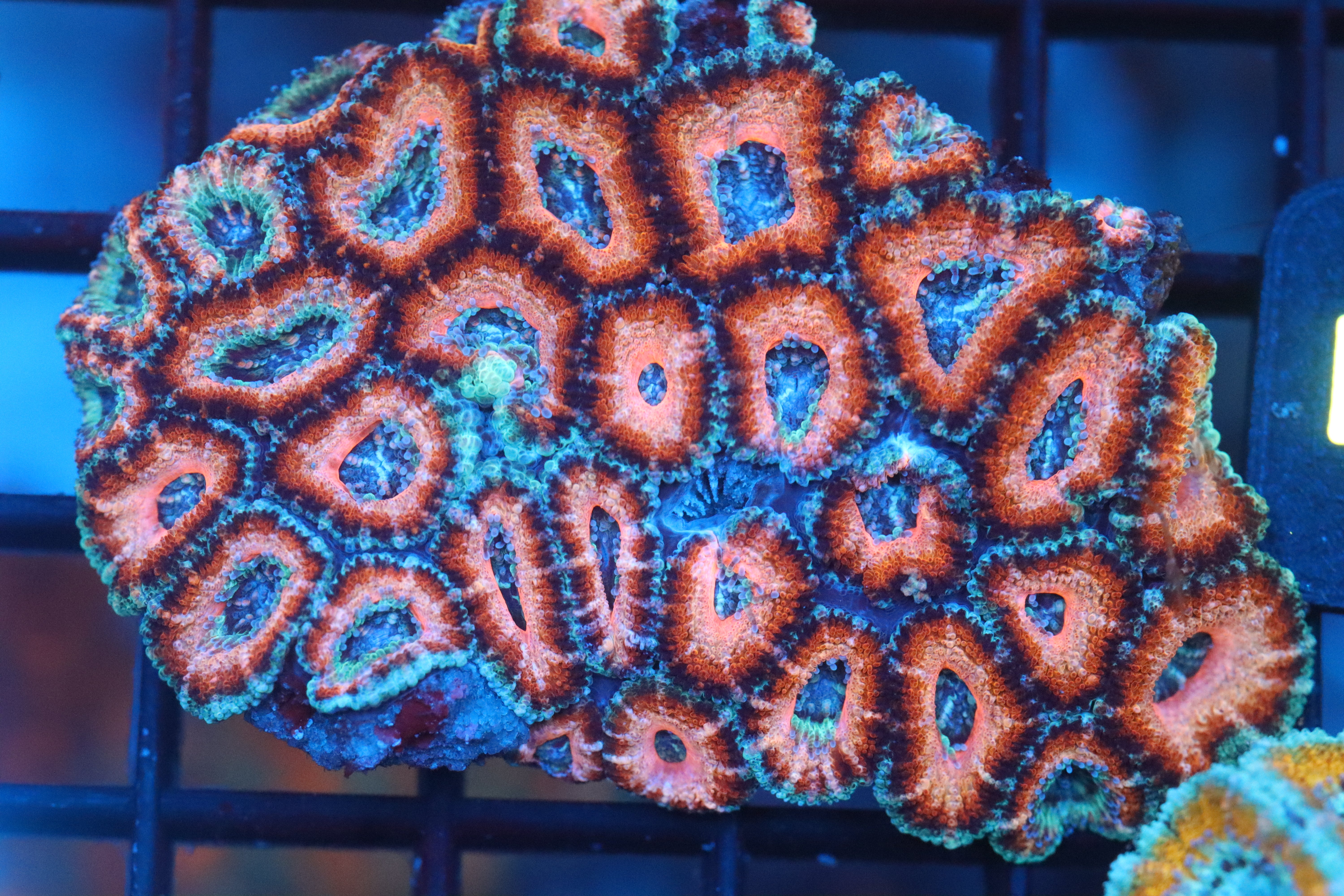 Micromussa Lord Mini Colony (B47) – NYAquatic