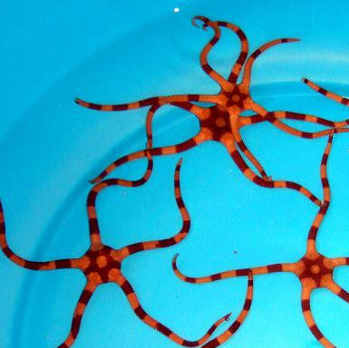 Bengal Tiger Serpent Starfish – NYAquatic