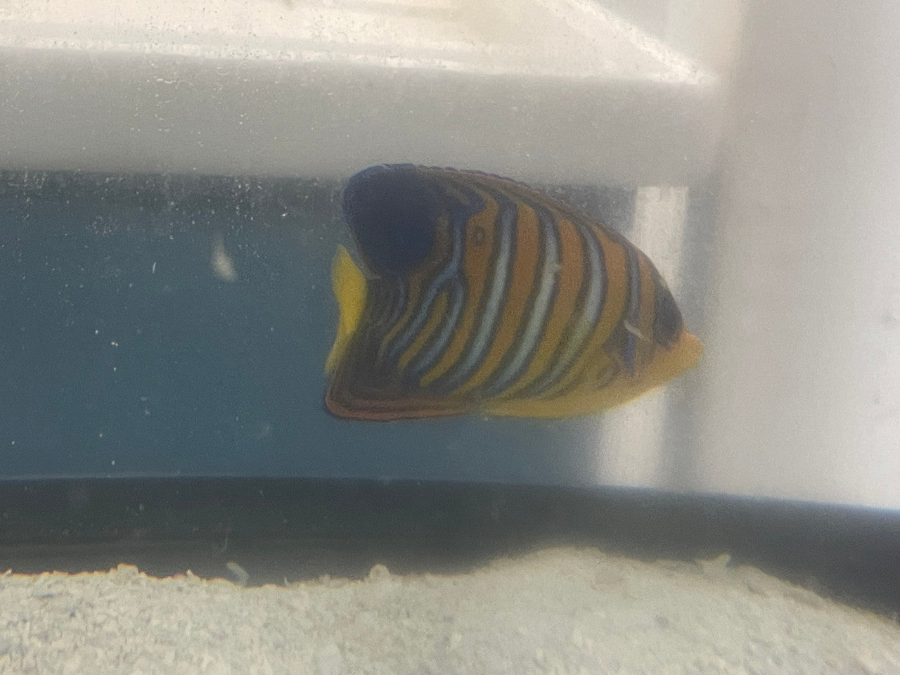 Regal Angel (True Red Sea)-4" Misbar #4 – NYAquatic