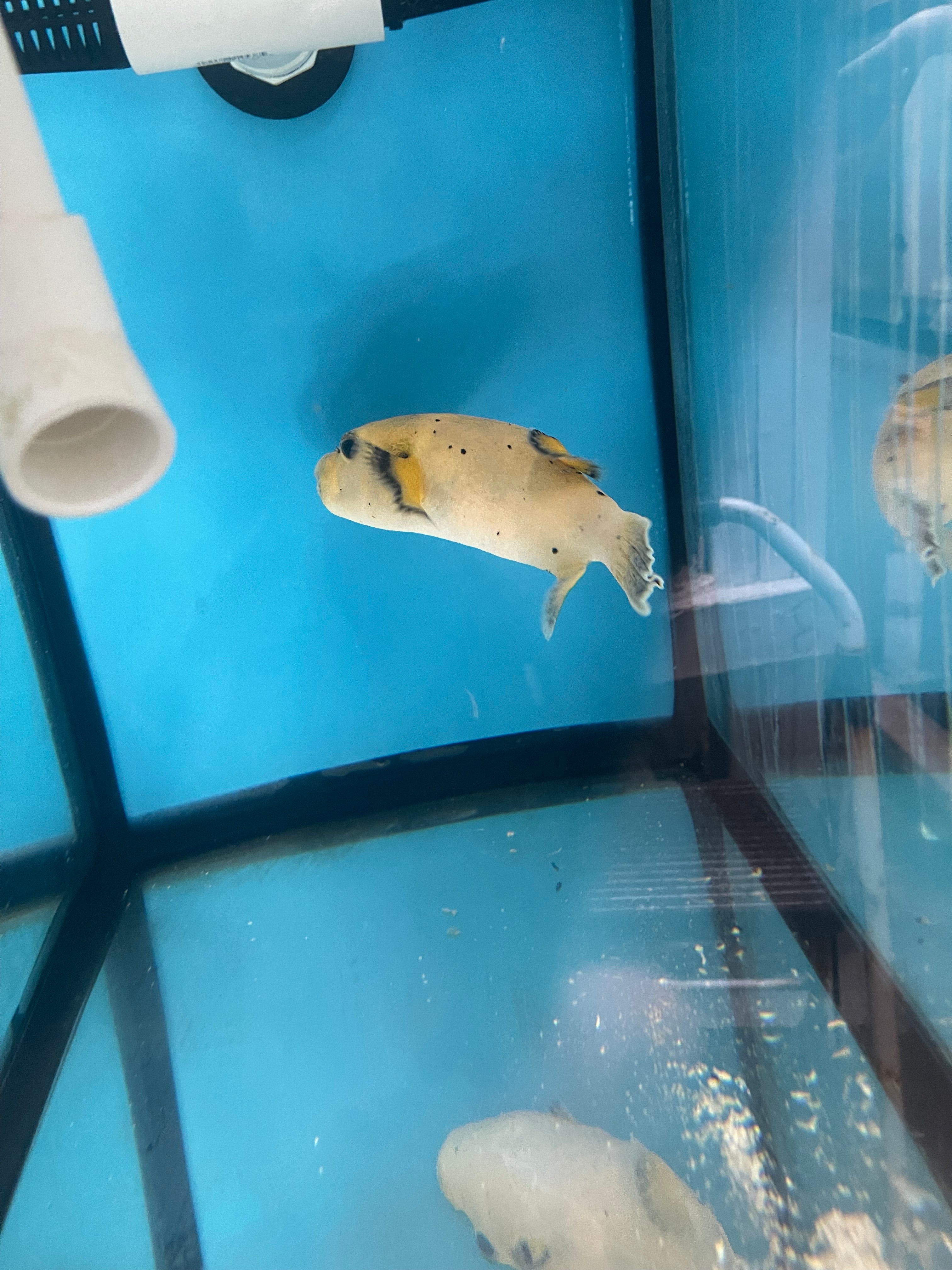 Golden Puffer fish-(8-10”) – NYAquatic
