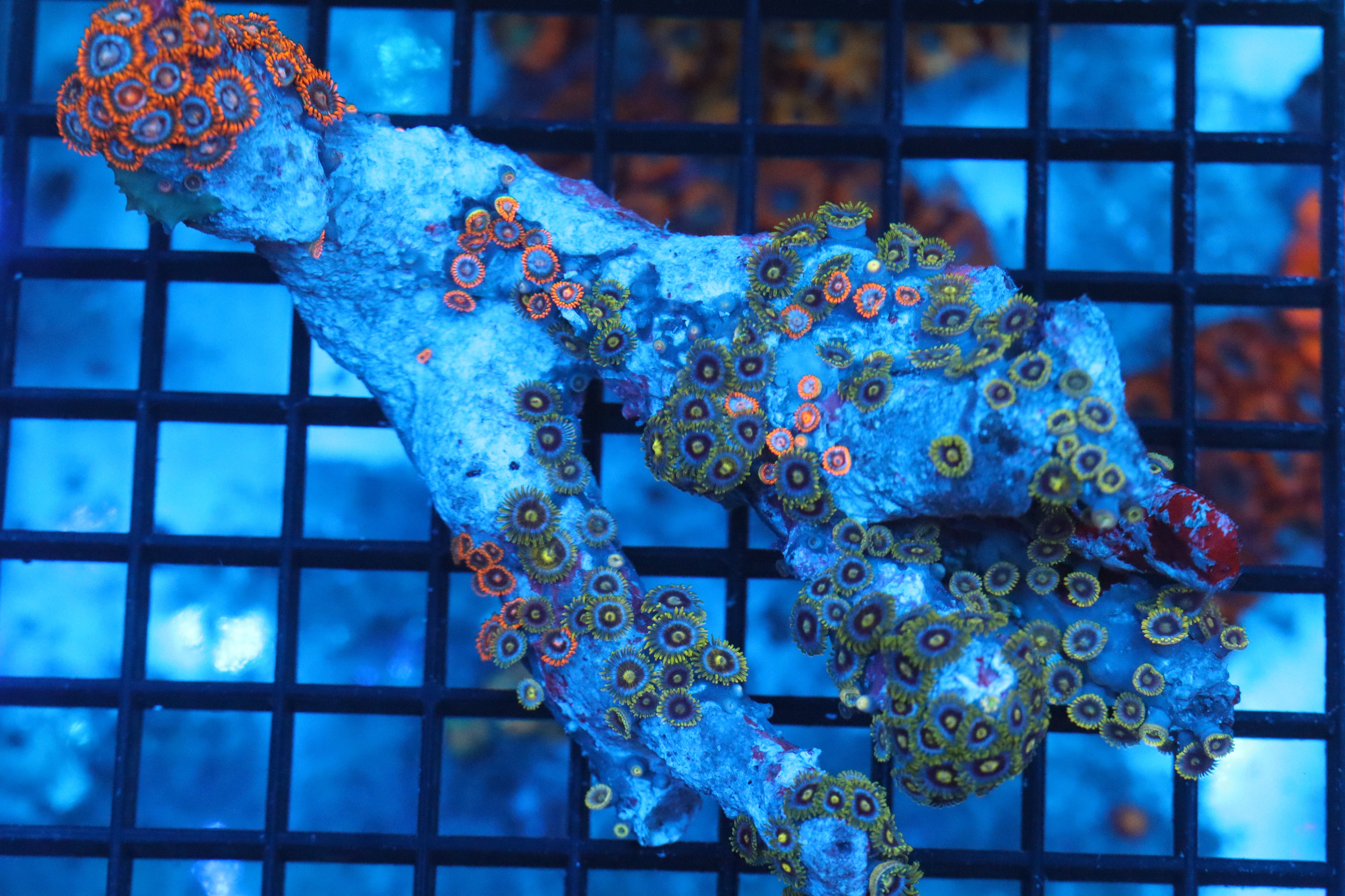 Zoa Colony on Live Rock (C28) – NYAquatic