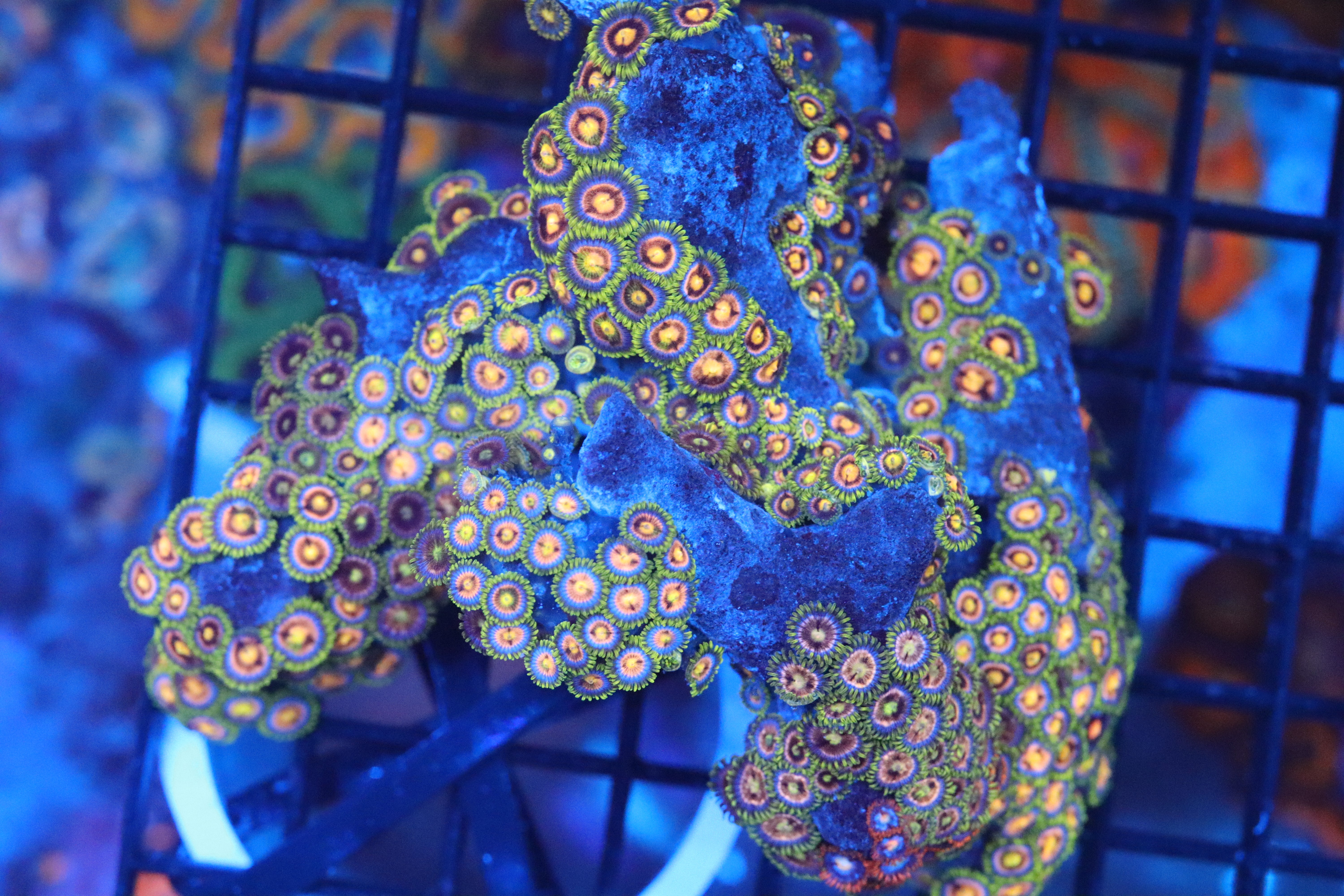 Zoa Colony on Live Rock (C38) – NYAquatic