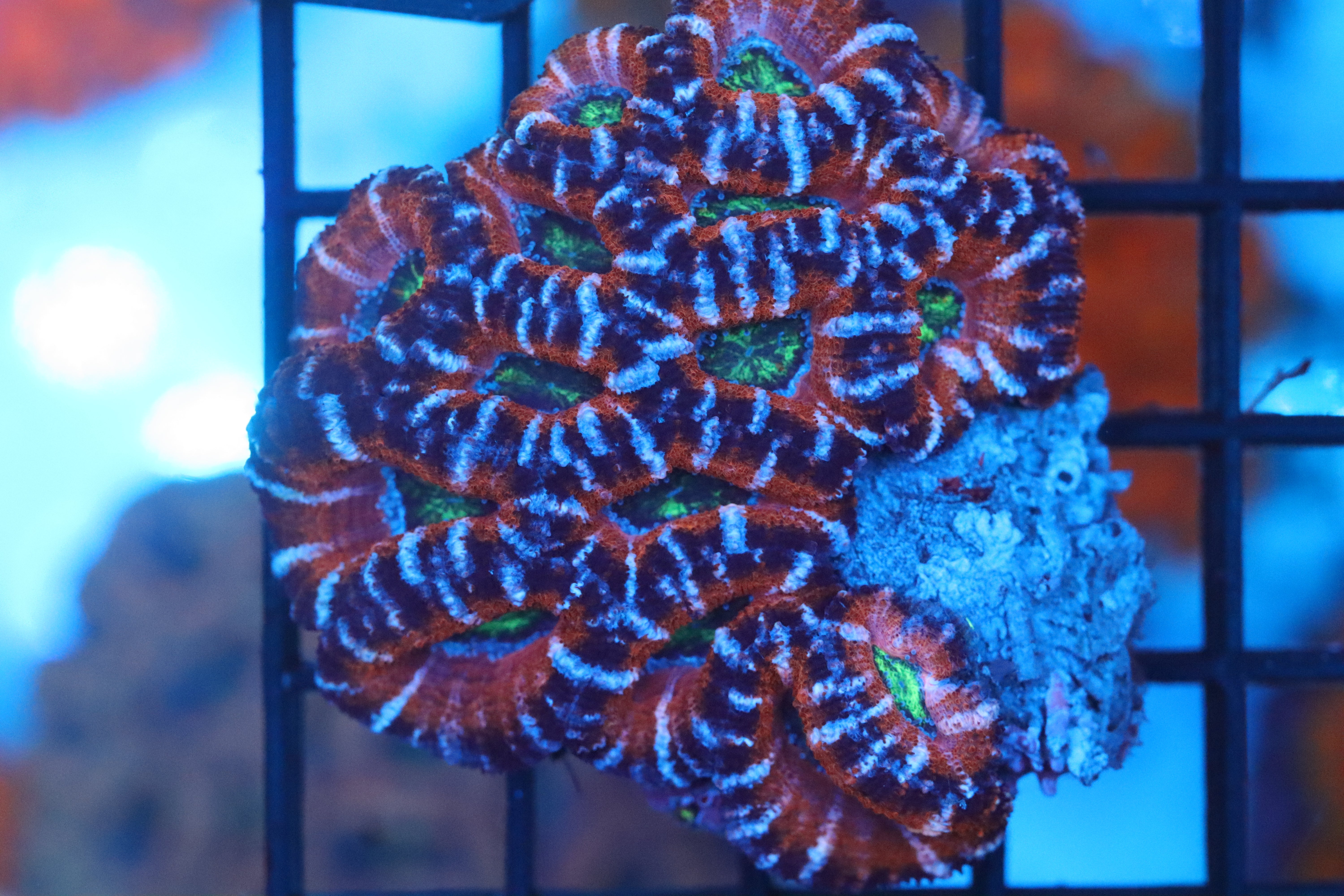 Micromussa Lord Mini Colony (C45) – NYAquatic