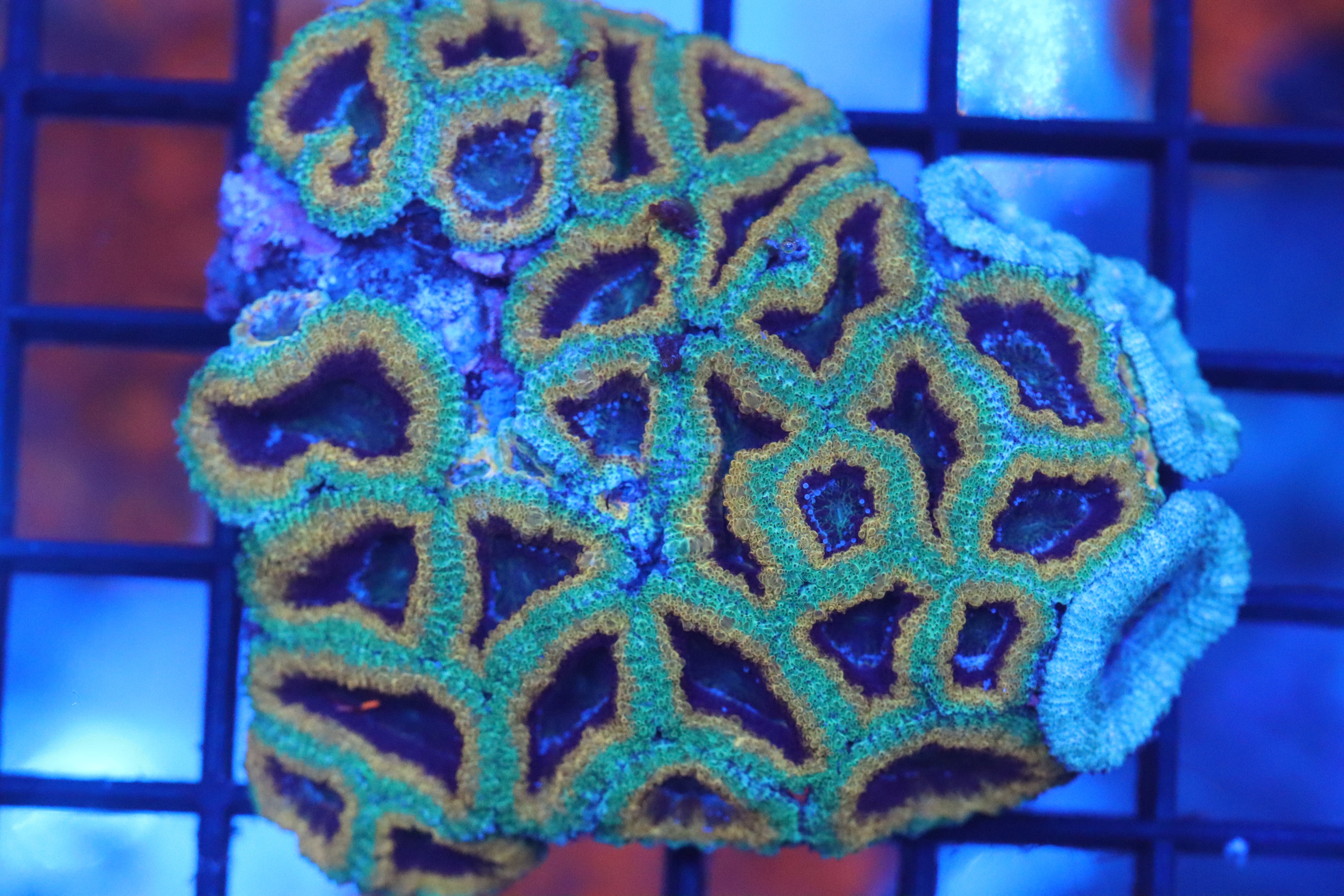 Micromussa Lord Double Mini Colony (C48) – NYAquatic