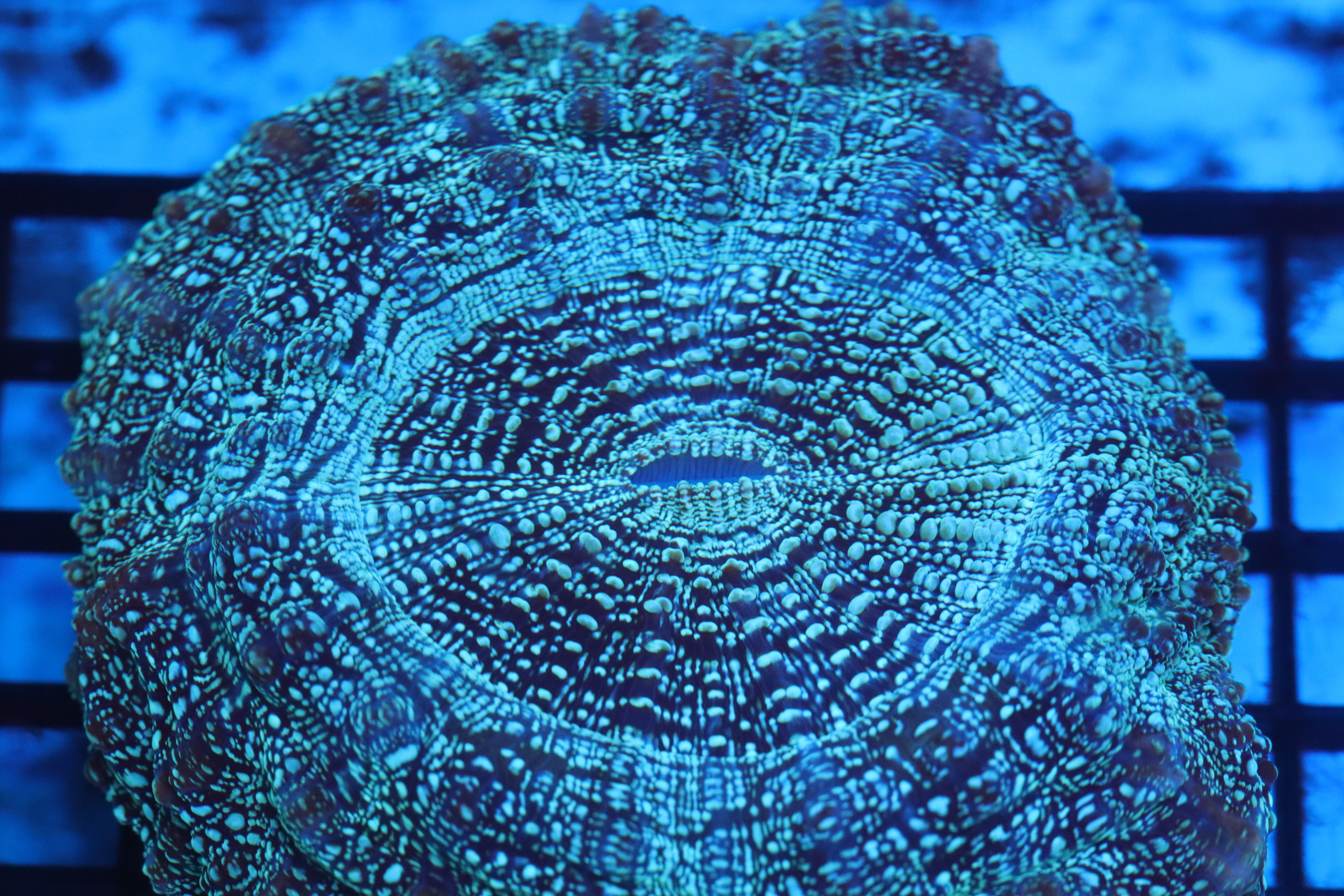 Aussie Acantho (D179) Large – NYAquatic