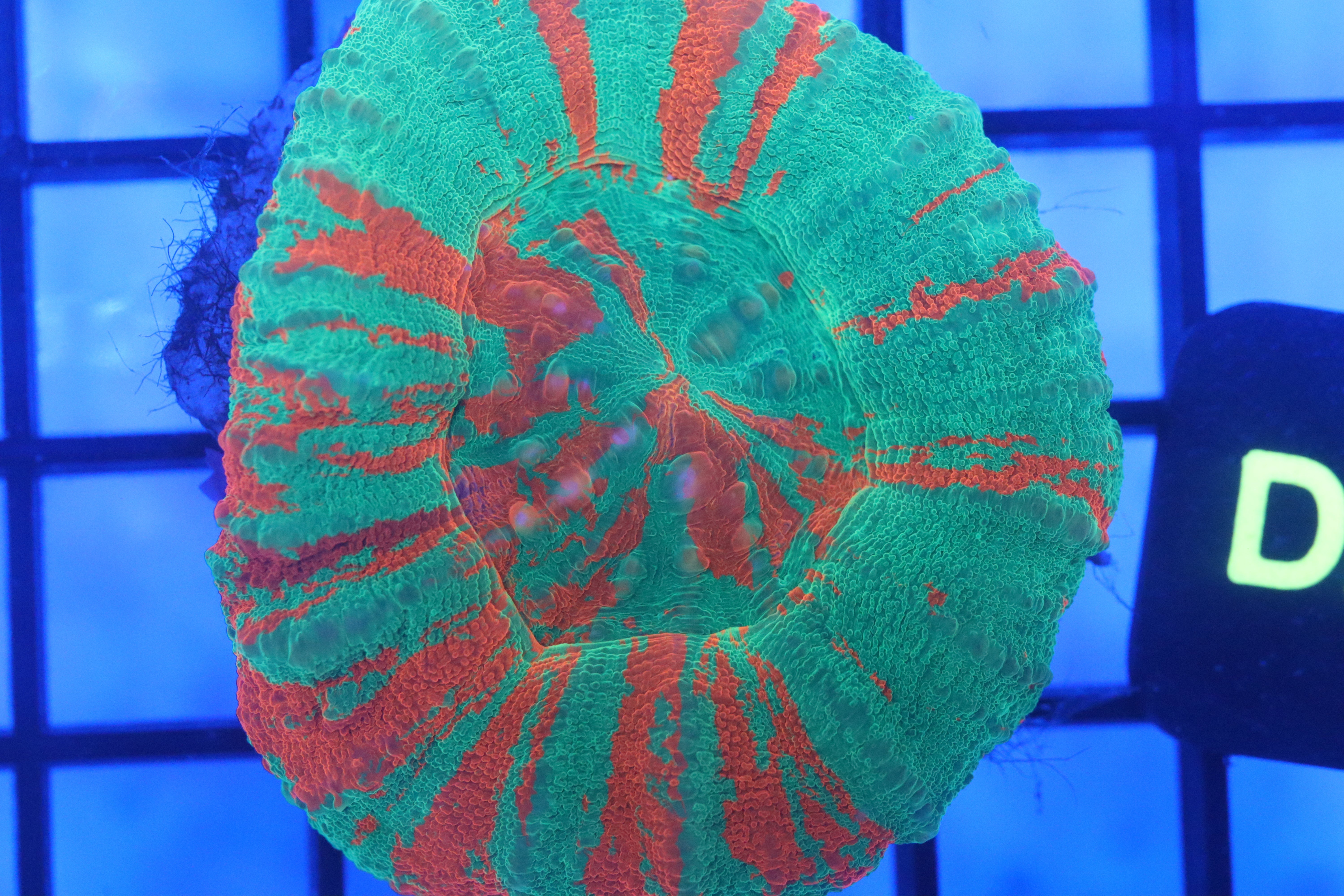 Bleeding Apple Scoly (D21) – NYAquatic