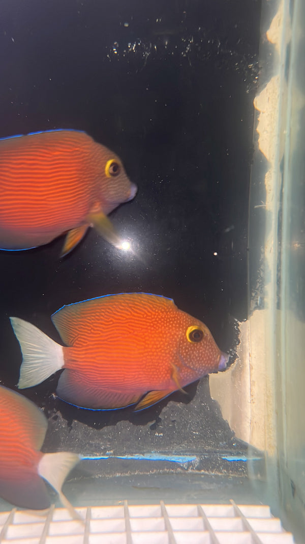 White-tail Bristletooth Tang (3-4”) – NYAquatic