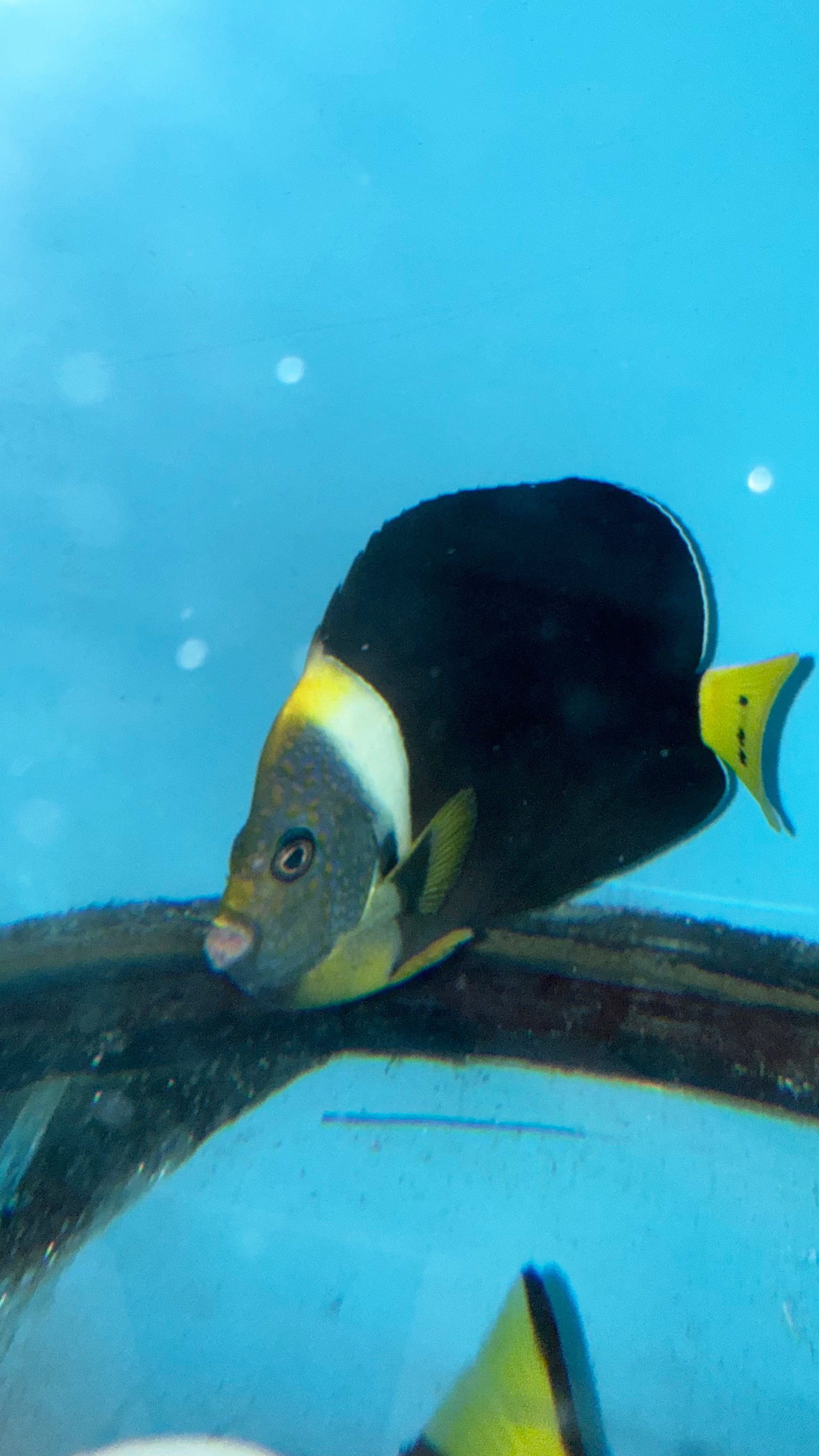 True Personifer Angel-6” Male – NYAquatic