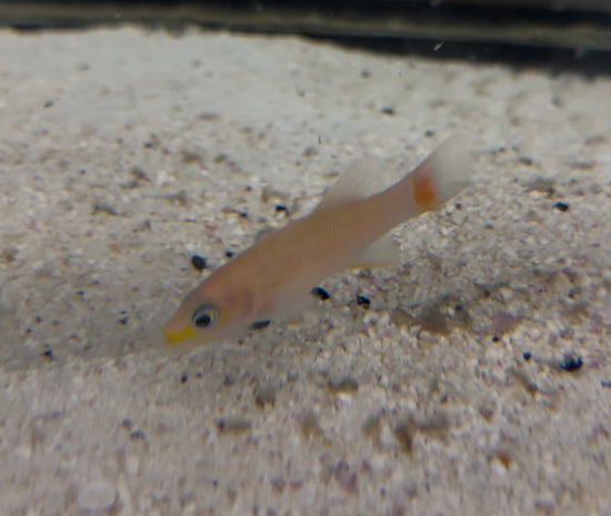 African Reef Basslet | Liopropoma africanum – NYAquatic