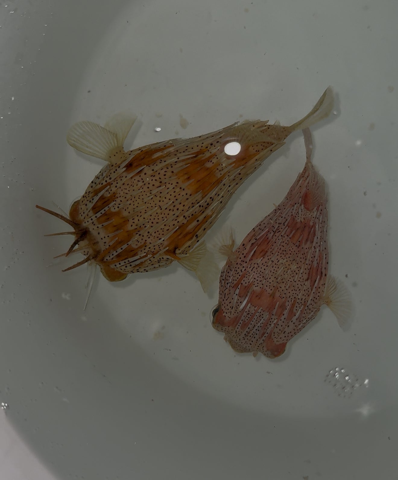 Australian Freckled Porcupine Puffer (6" PAIR) | Diodon holocanthus Li ...