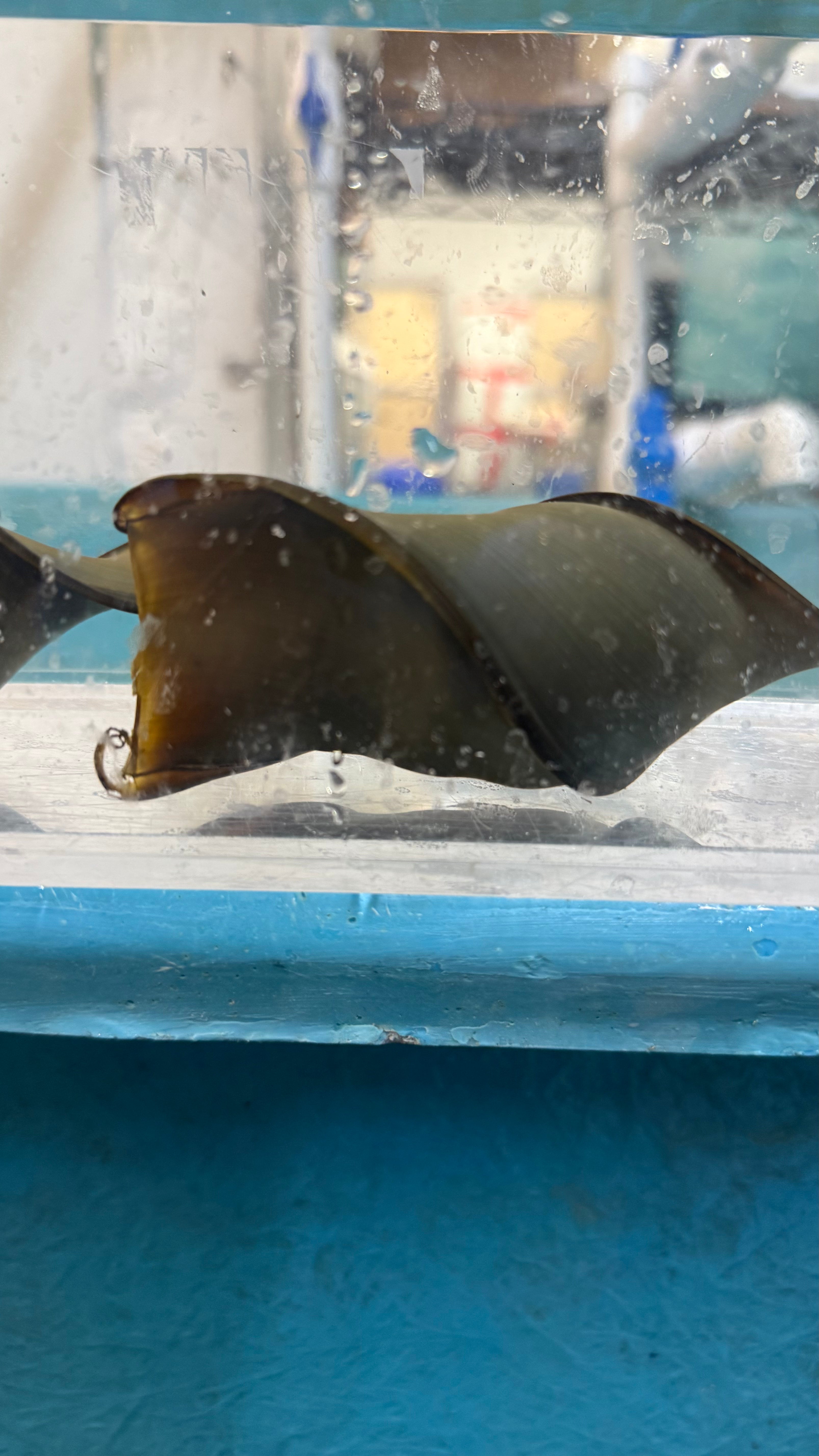 Zebra Horn Shark (Heterodontus Zebra) EGG – NYAquatic