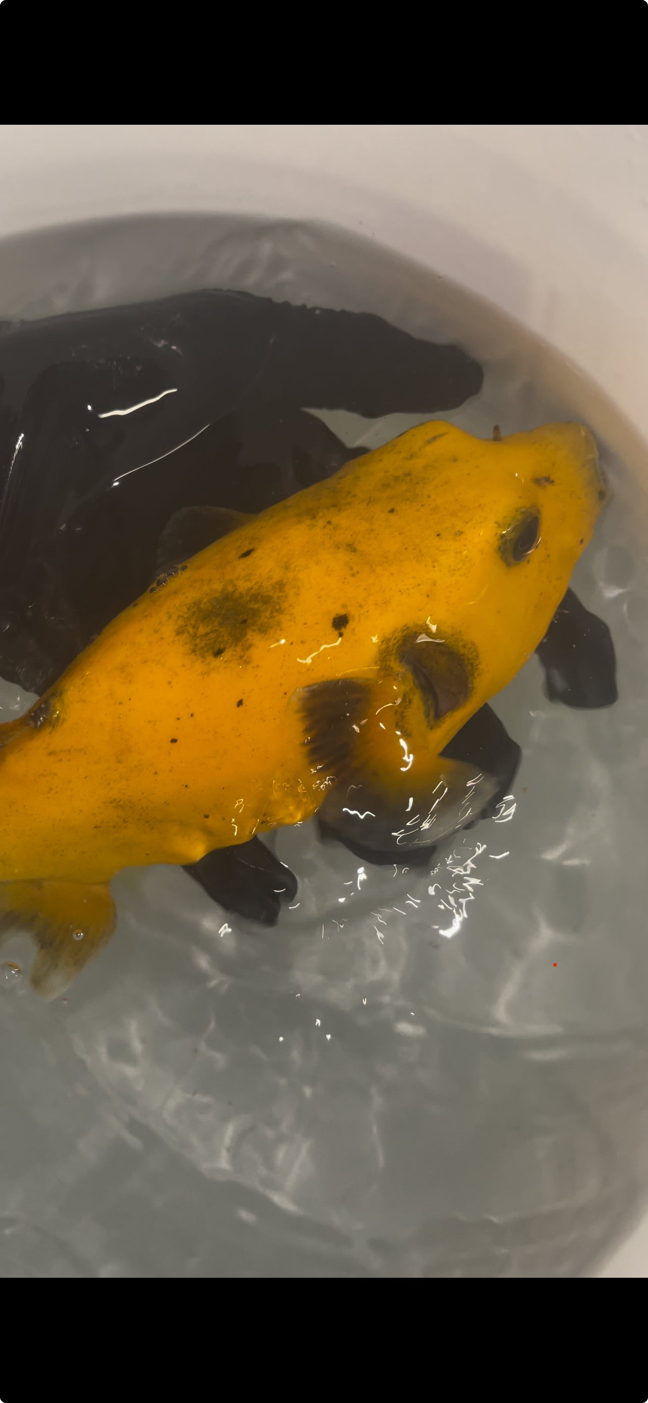 Golden Pufferfish (10” Christmas Island) – NYAquatic