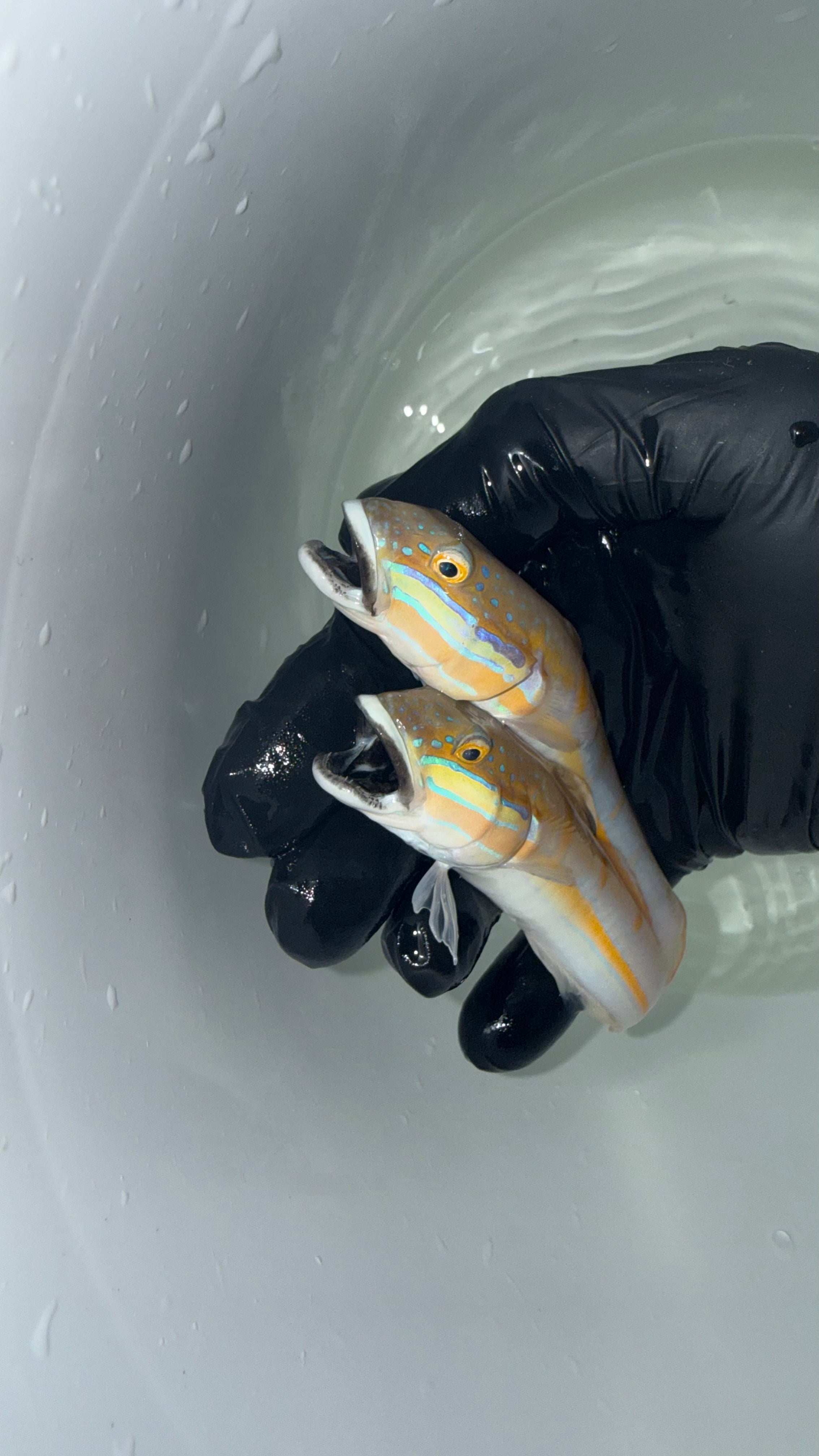 Black Mouth Sleeper Goby (3-4") | Valenciennea decora – NYAquatic