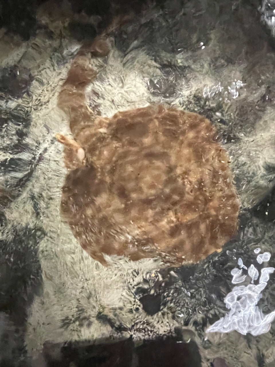 Marble Electric Torpedo Ray (6" disk) – NYAquatic