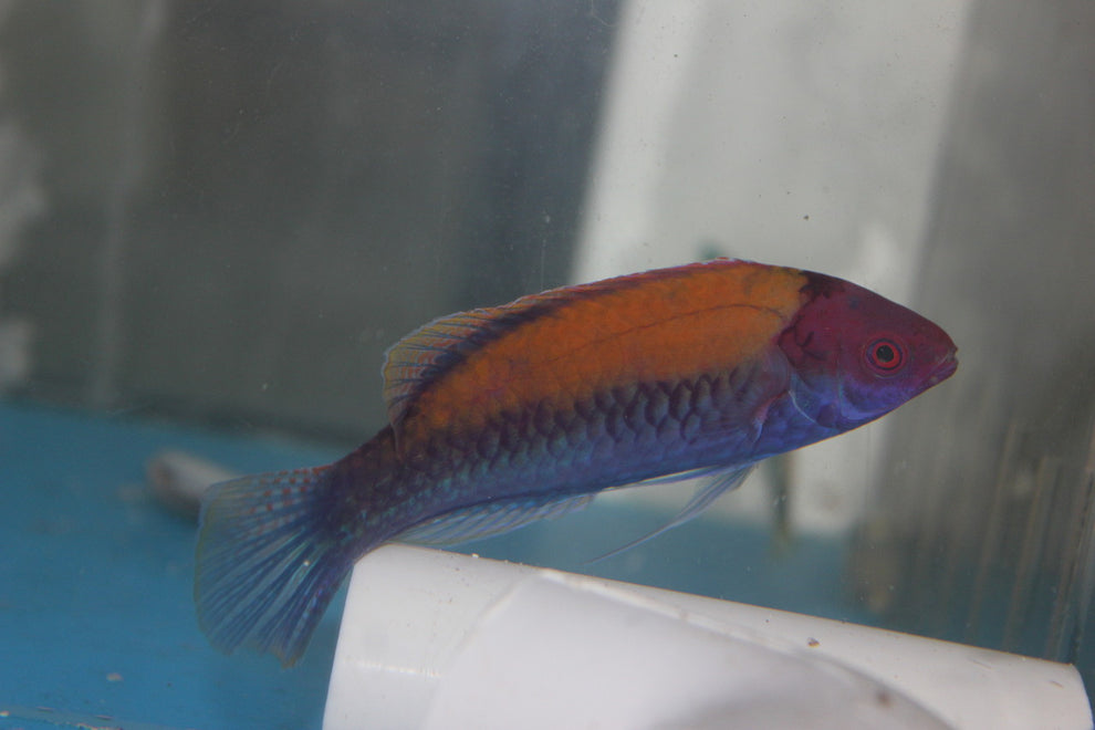 Orange Back Fairy Wrasse | Cirrhilabrus aurantidorsalis – NYAquatic