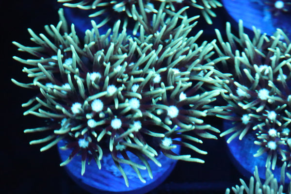 Green GSP (43) – NYAquatic