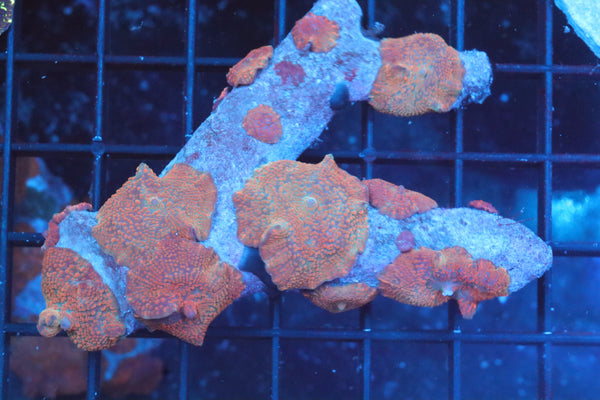 Sunrise Discosoma Mushroom Colony (B300) – NYAquatic