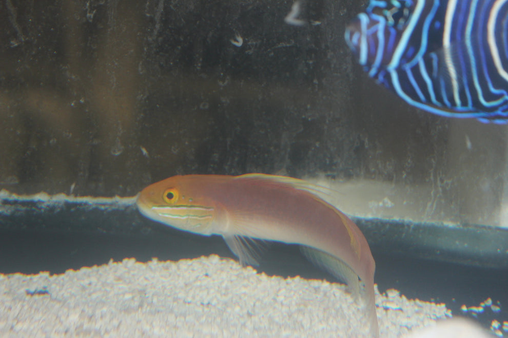 Japanese Bella Goby | Valenciennea bella – NYAquatic