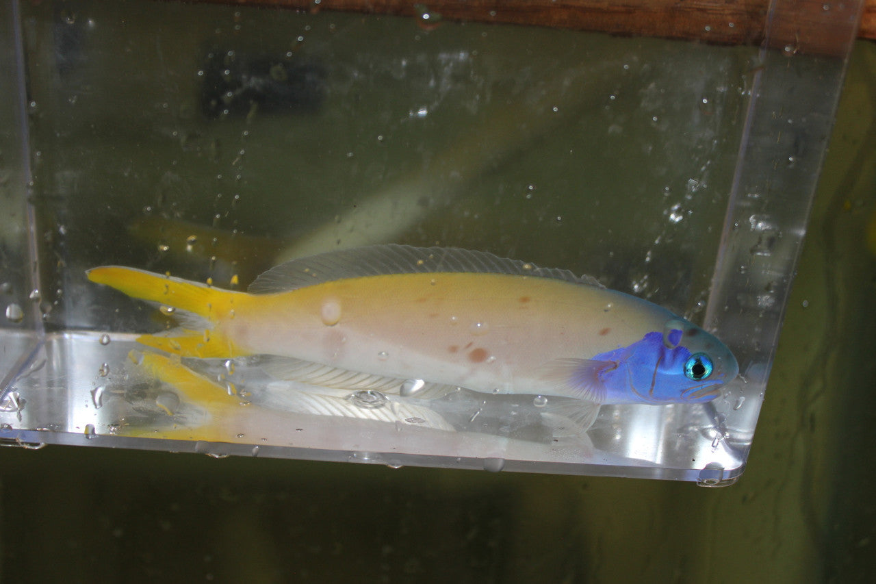 Bluehead Tilefish – NYAquatic