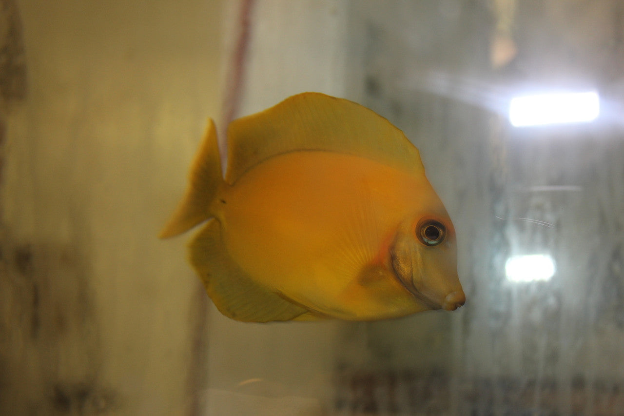 Chocolate Tang (2-3") – NYAquatic