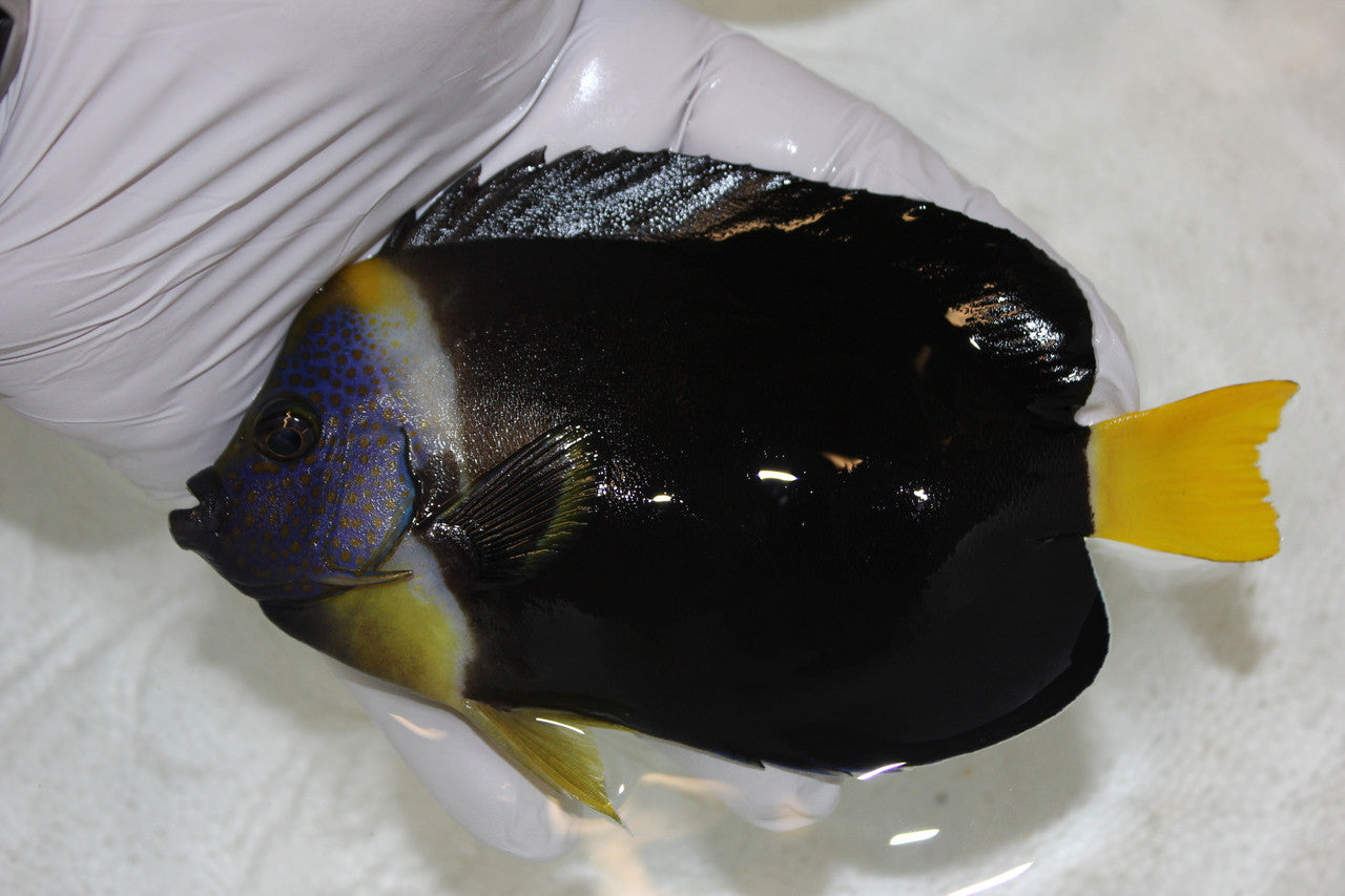Personifer (Meredithi) Angel-6-7" Male – NYAquatic