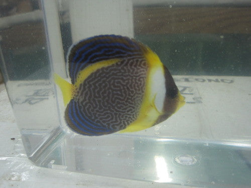 Scribbled Angel (2" female) – NYAquatic