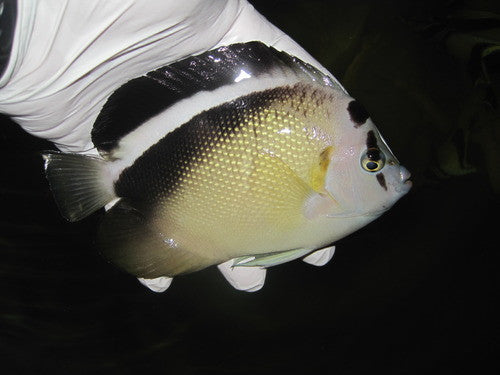 Griffis Angel-True Mated Pair! – NYAquatic