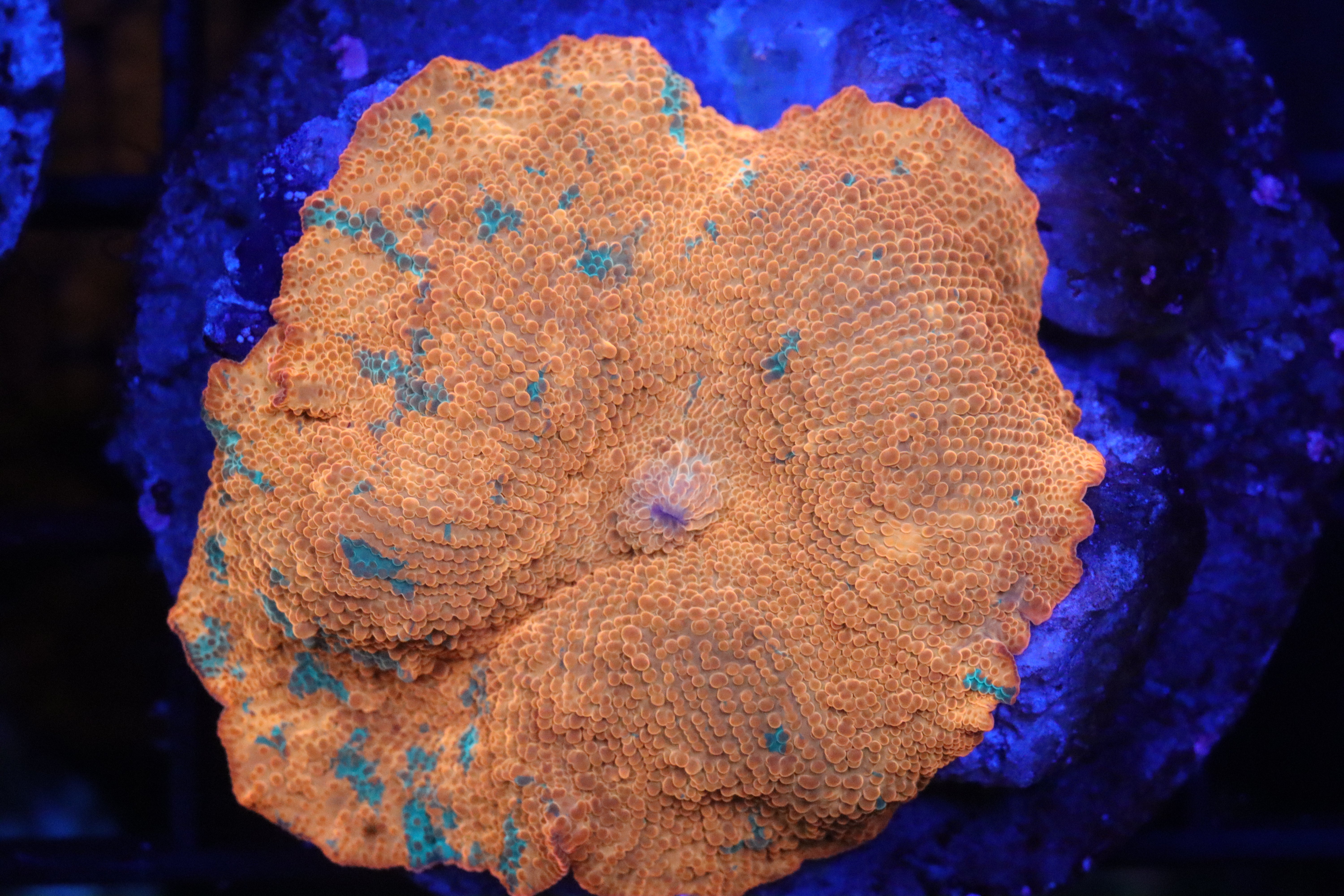 Ultra Rainbow Jawbreaker B – NYAquatic