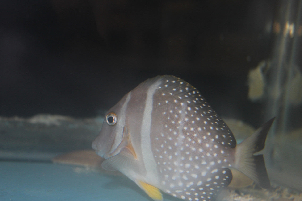 Mustard (Guttatus) Tang-(10-11") – NYAquatic