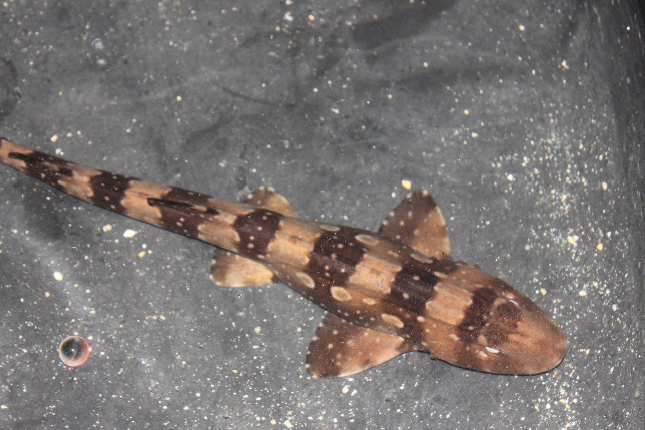 White Spotted Bamboo Shark(24") – NYAquatic