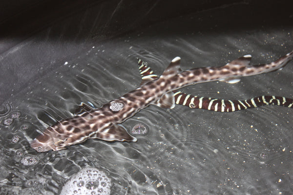 Marble Cat Shark (12") – NYAquatic