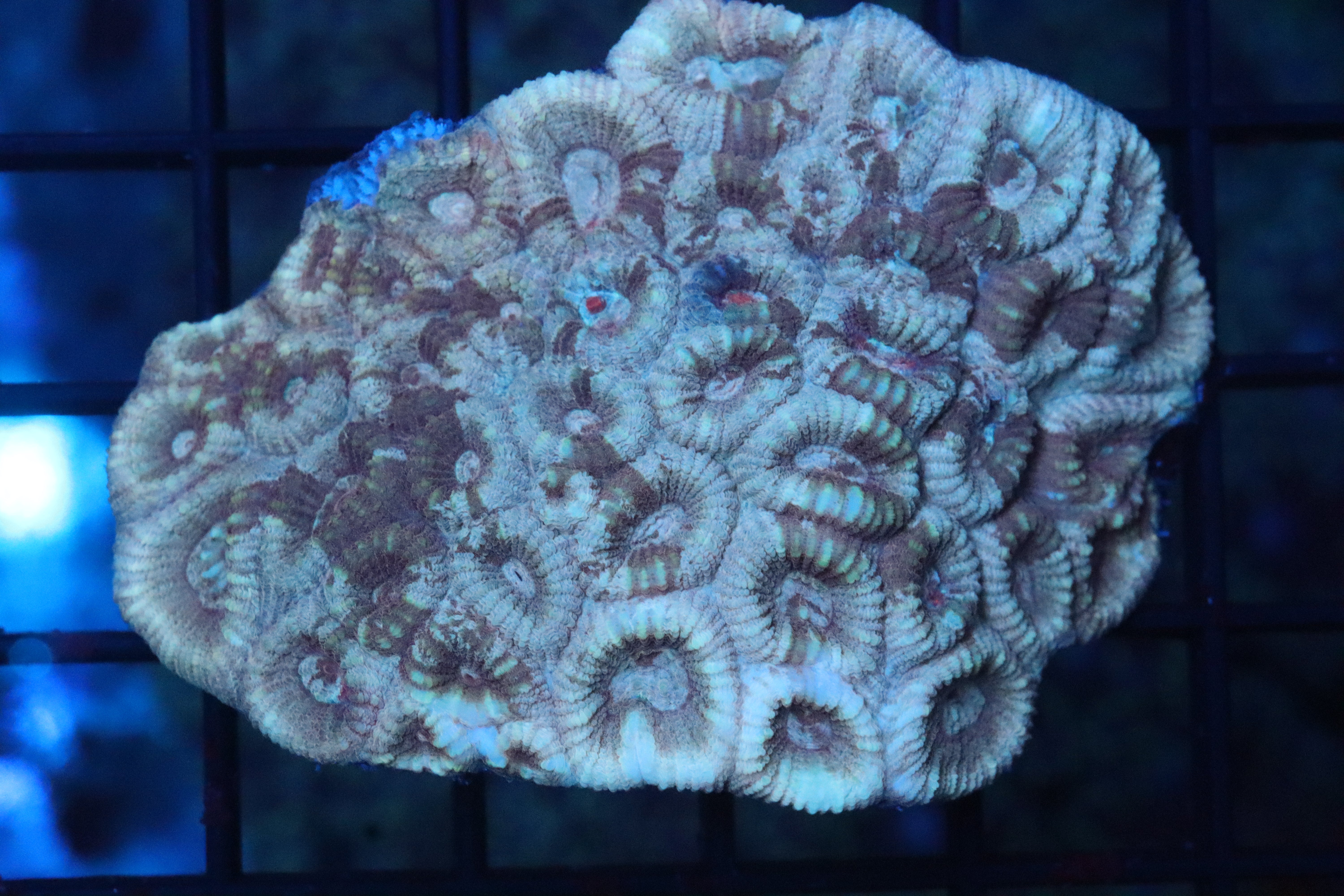 Gold Camo Favia Mini Colony – NYAquatic