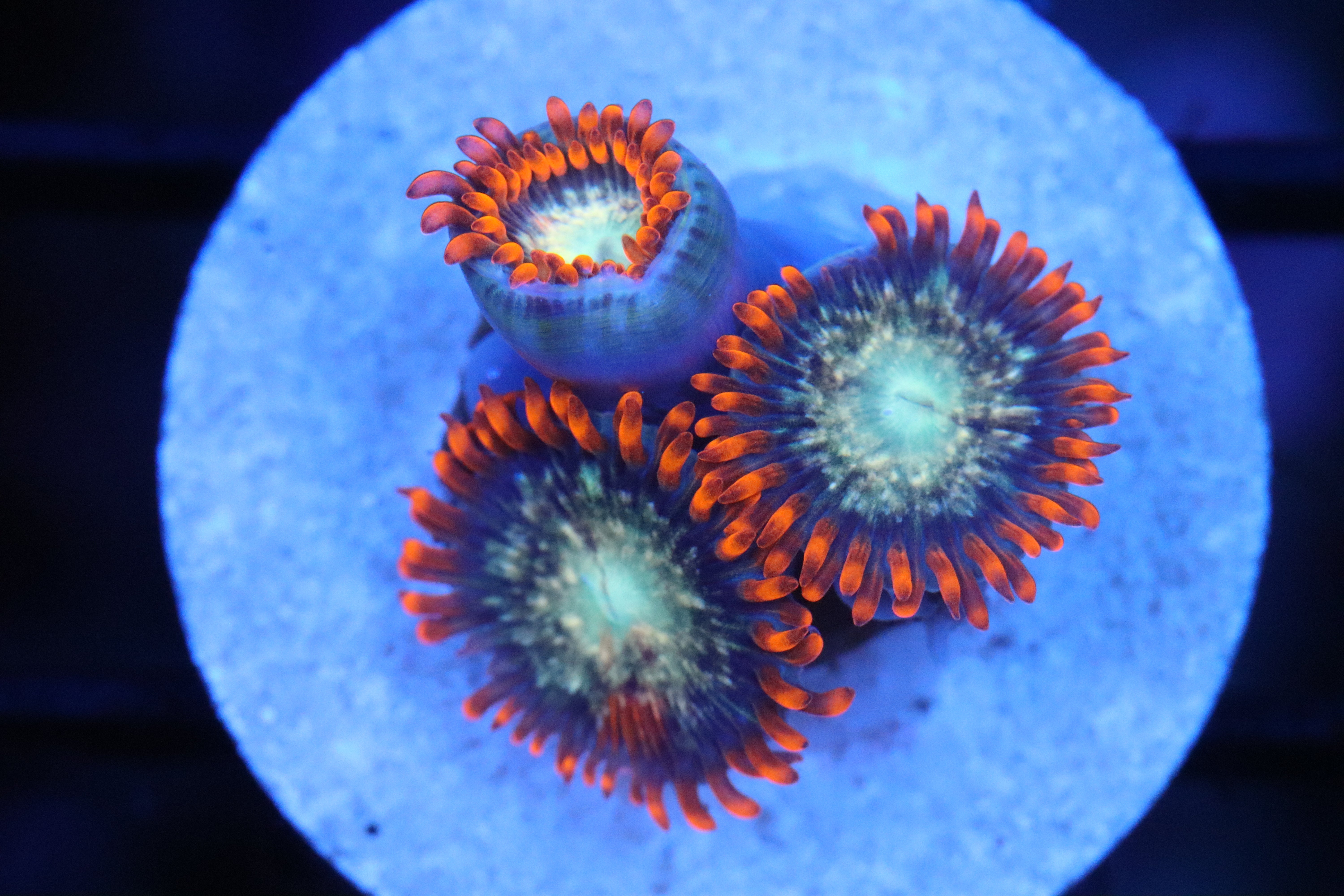Orange Splatter Zoa (A49) – NYAquatic