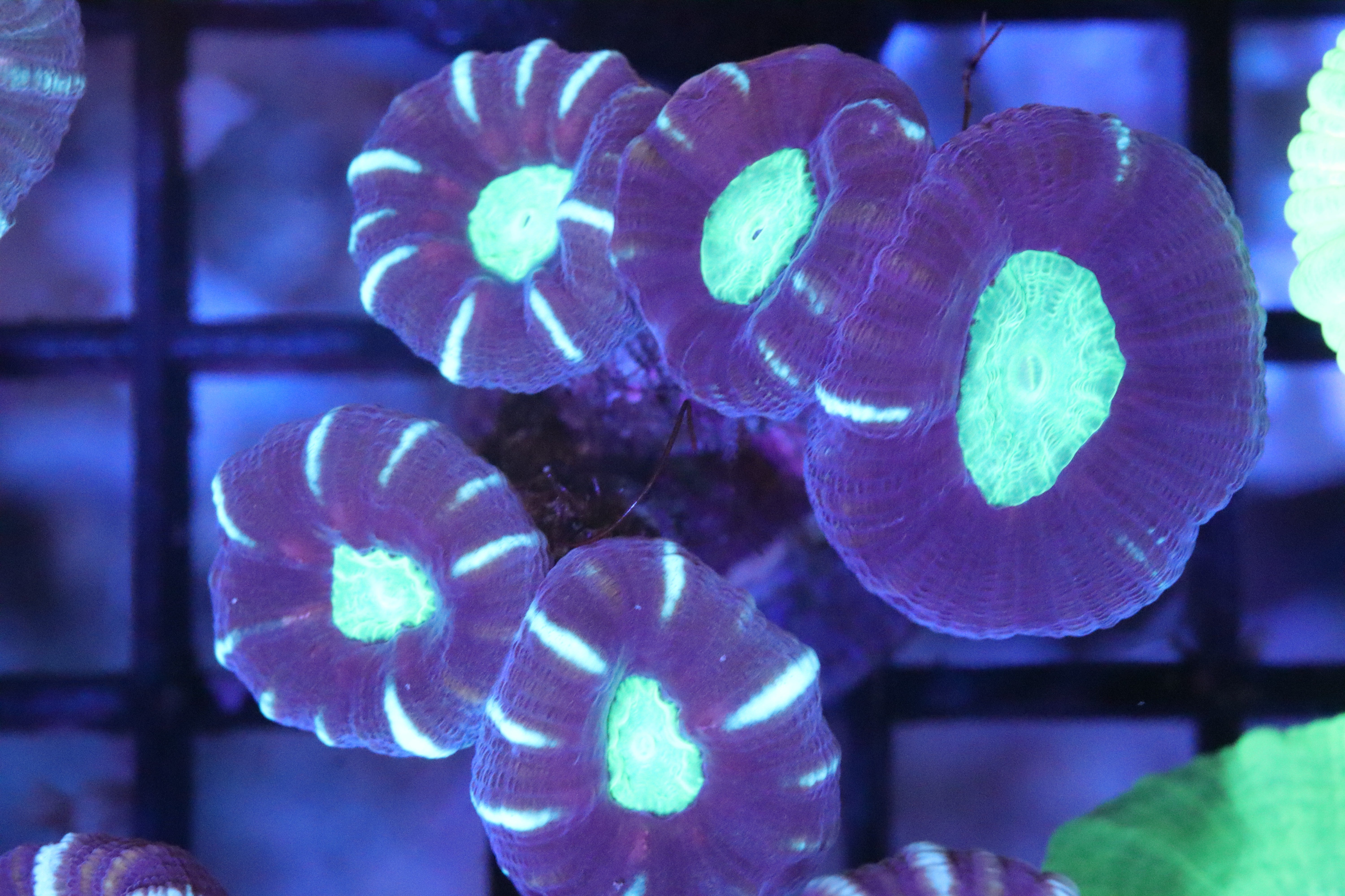Purple Candy Cane (9) – NYAquatic